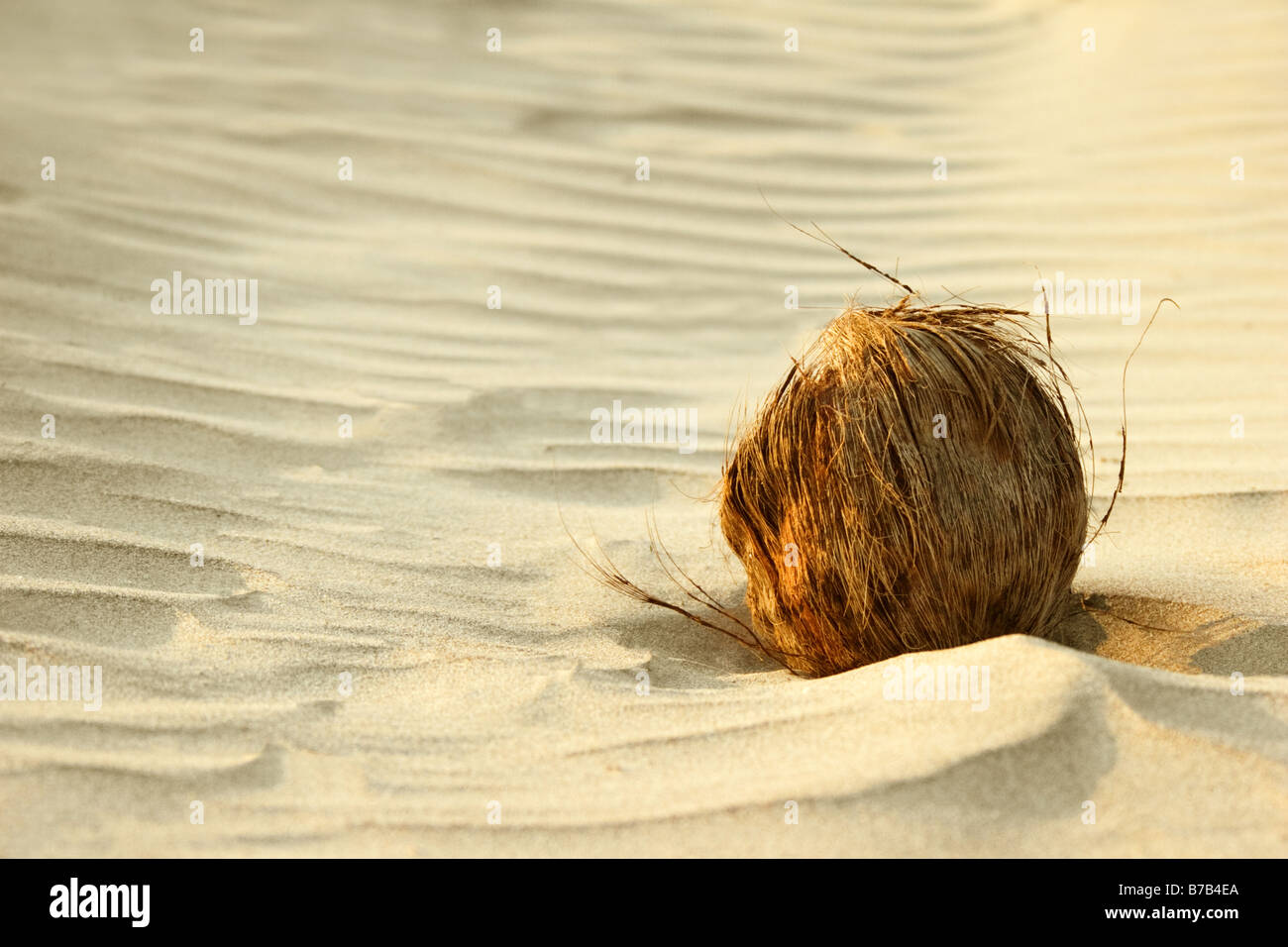 Coconut on sand Stock Photo - Alamy
