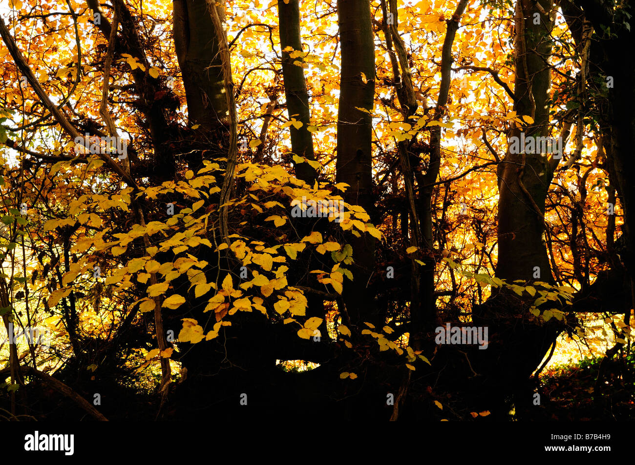 Beech Trees in Autumn Stock Photo - Alamy