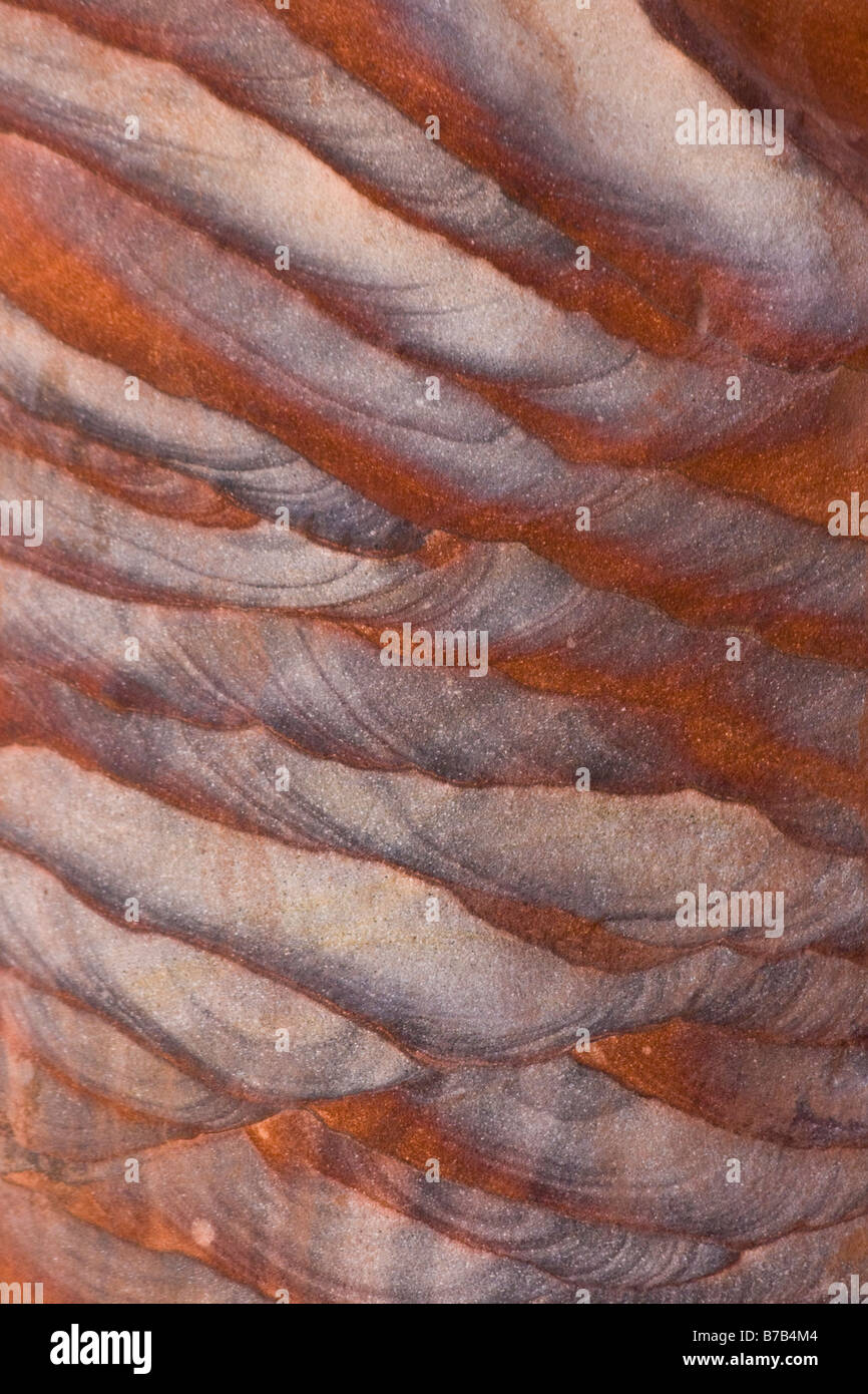 Natural Rock Color and Formation at the Ruins of Petra in Jordan Stock ...