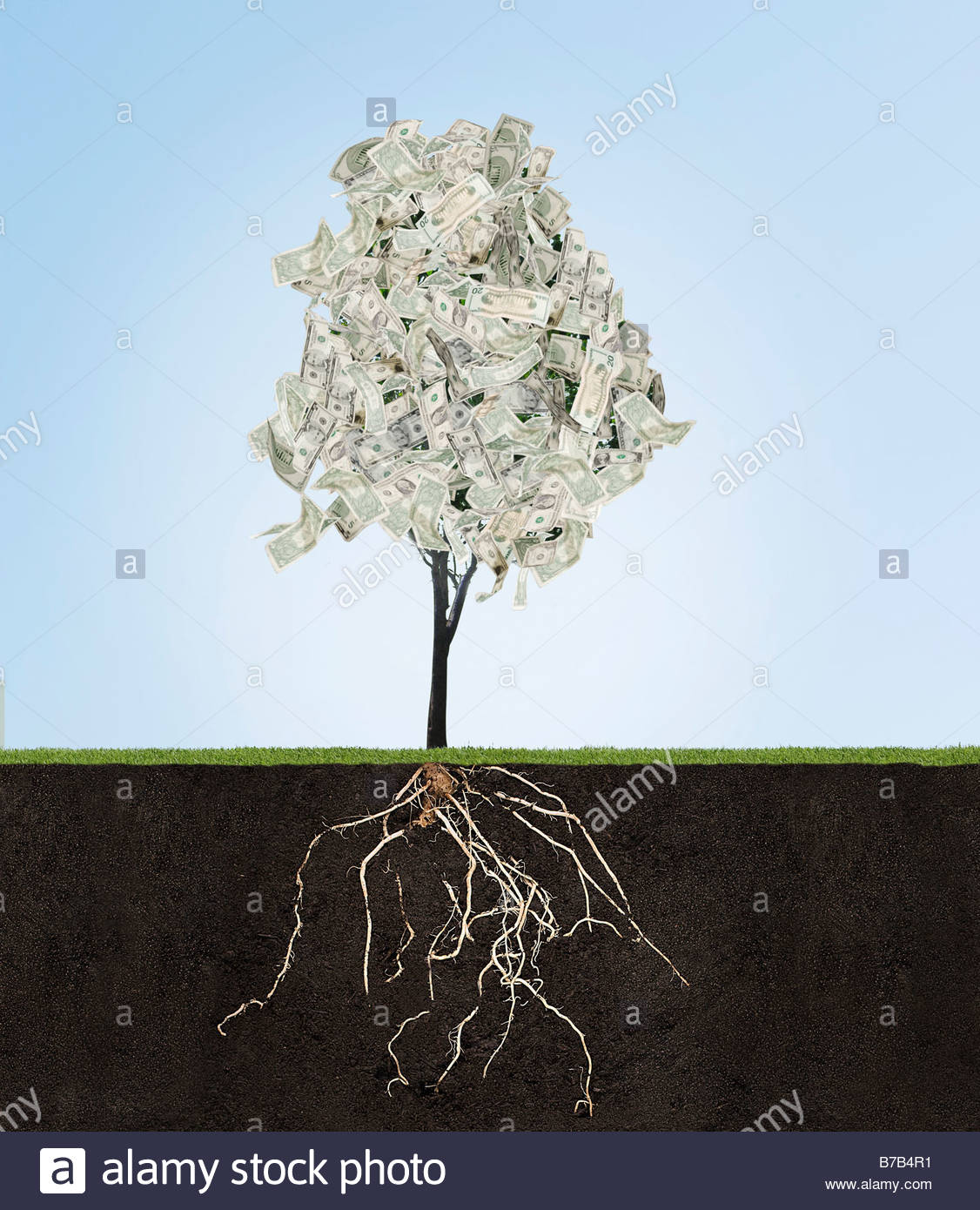 Tree Roots Underground Stock Photos & Tree Roots Underground Stock ...