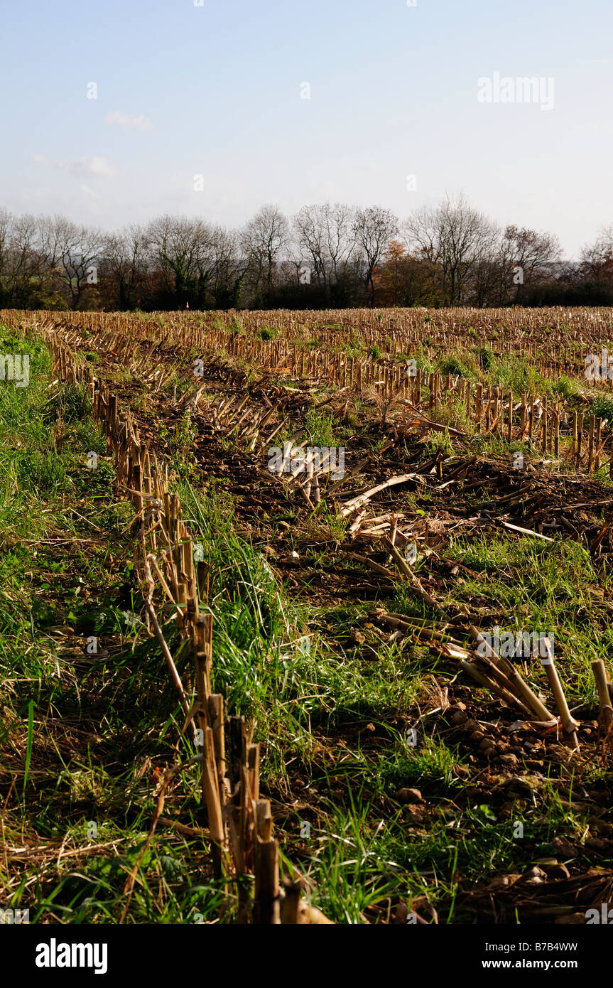 Field of Maize Corn Stubble Cotswolds Stock Photo - Alamy