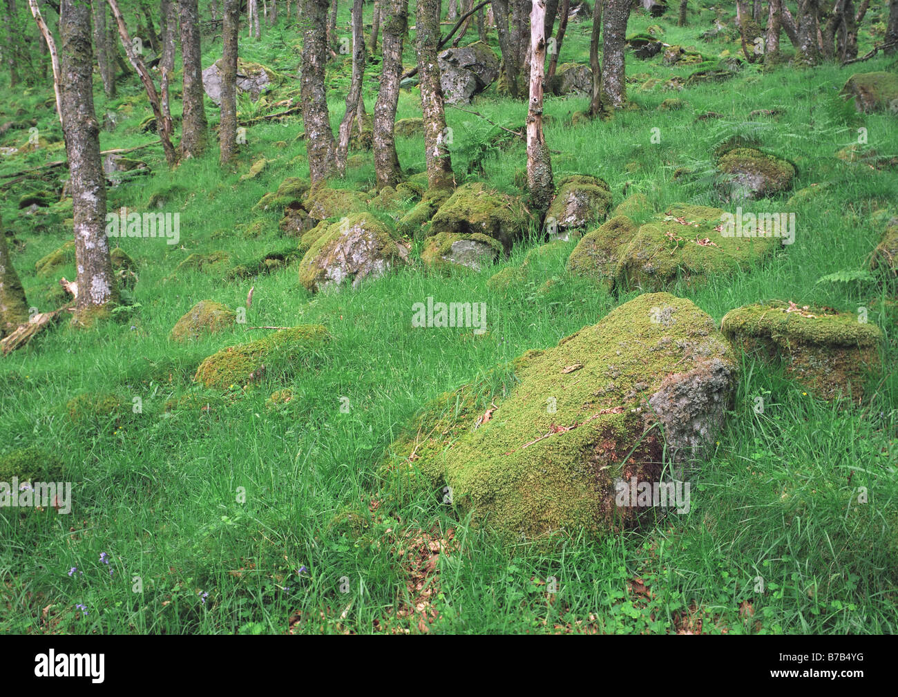 Open area in forest hi-res stock photography and images - Alamy