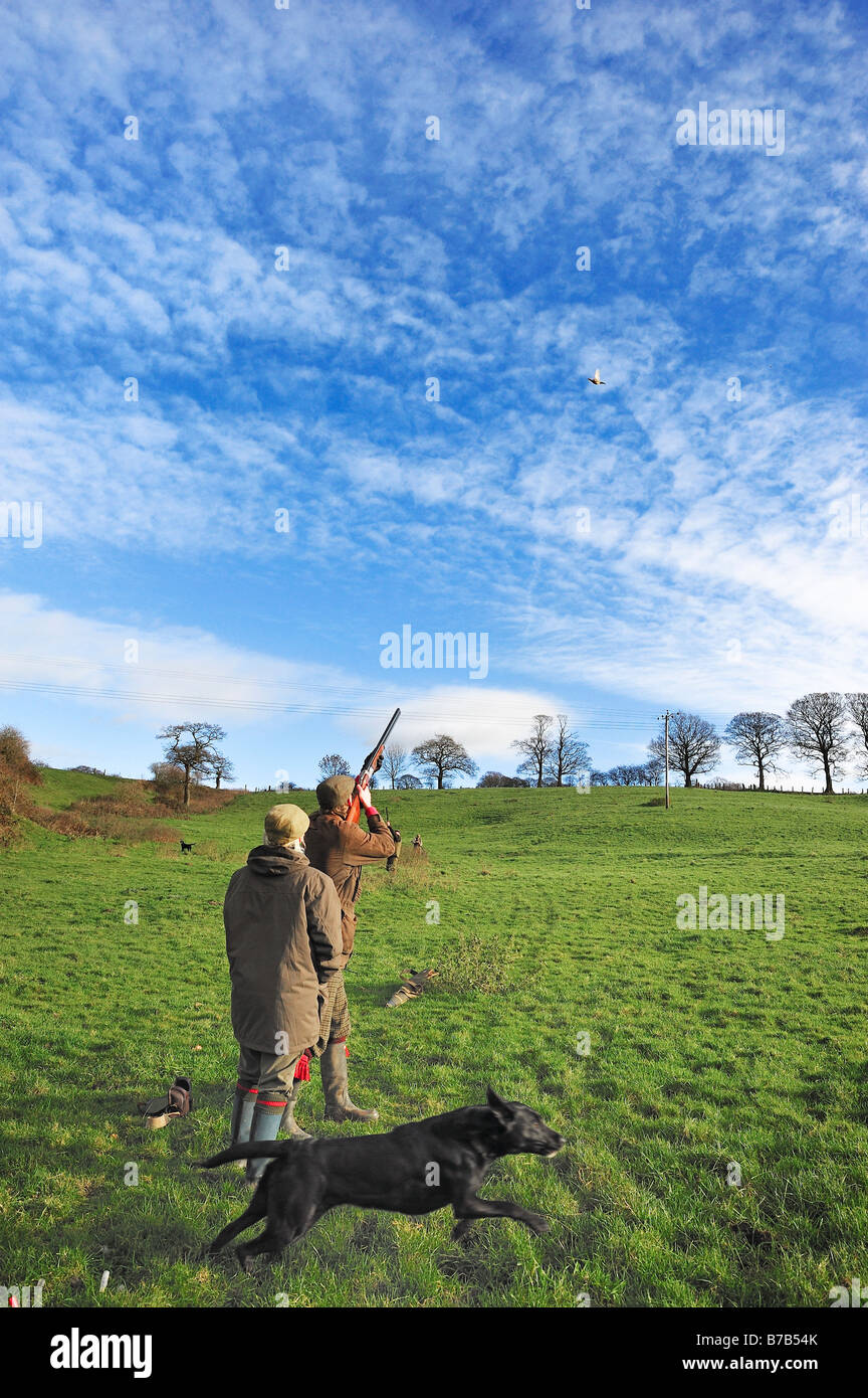 Traditional driven pheasant shooting. A gun lines up on a fast flying ...