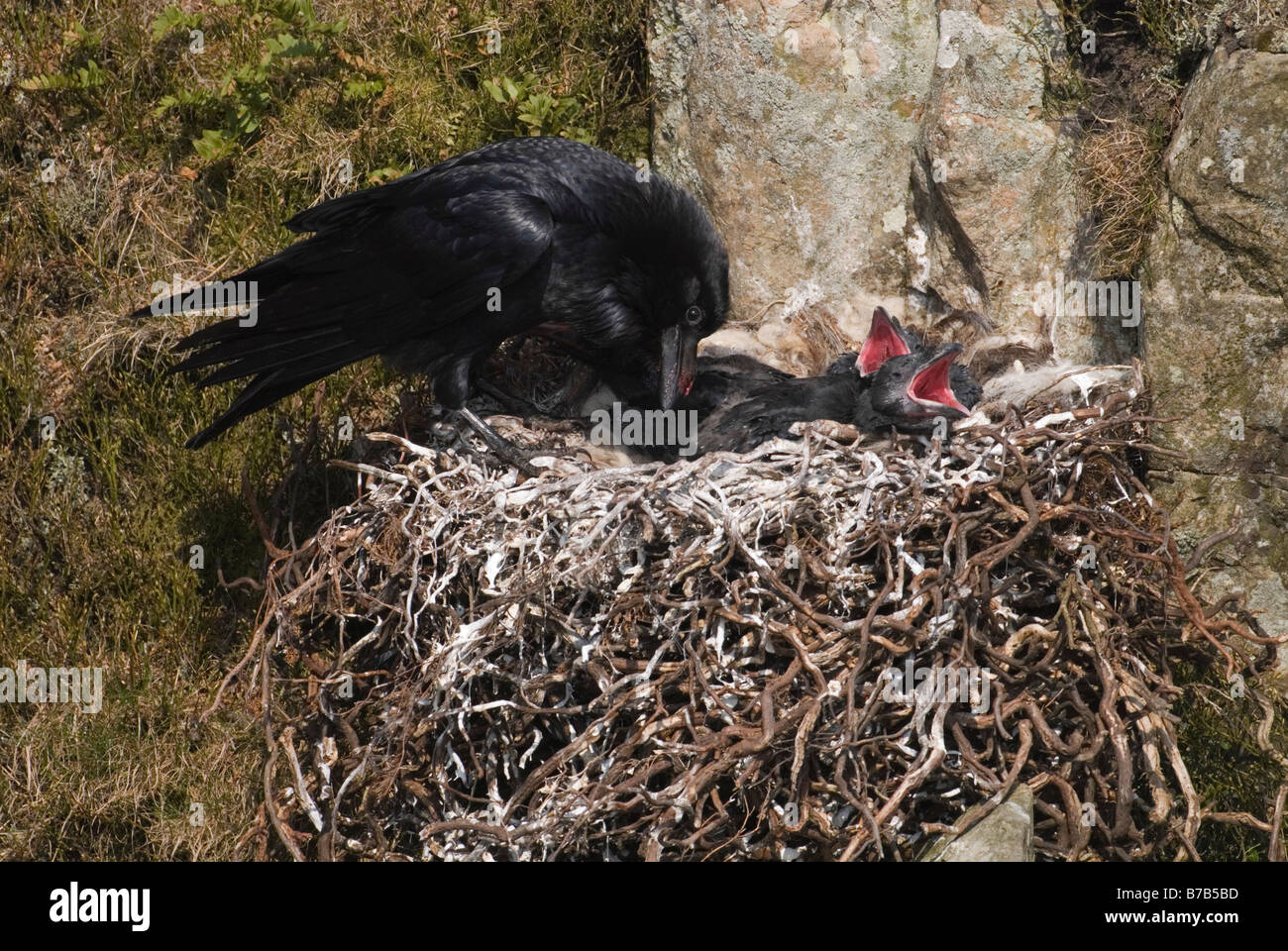 Raven feeding young hi-res stock photography and images - Alamy