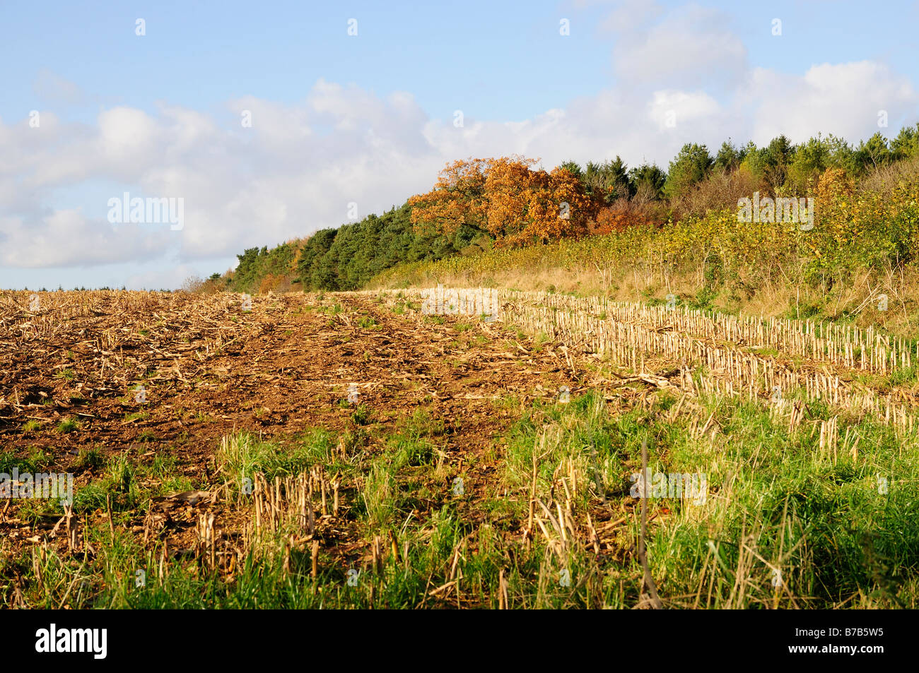 Field of Maize Corn Stubble Cotswolds Stock Photo - Alamy