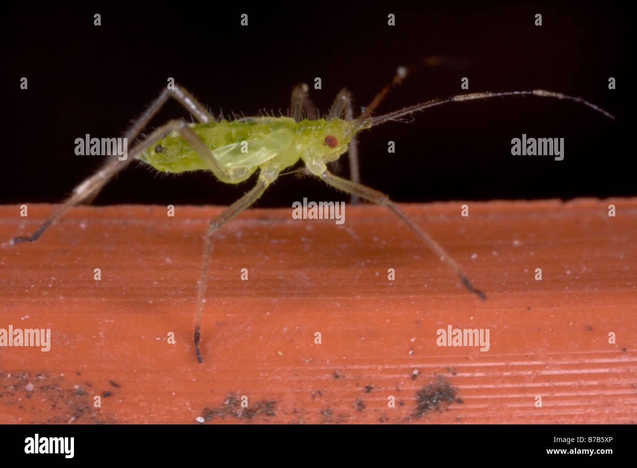 Extreme close up Green fly Stock Photo - Alamy