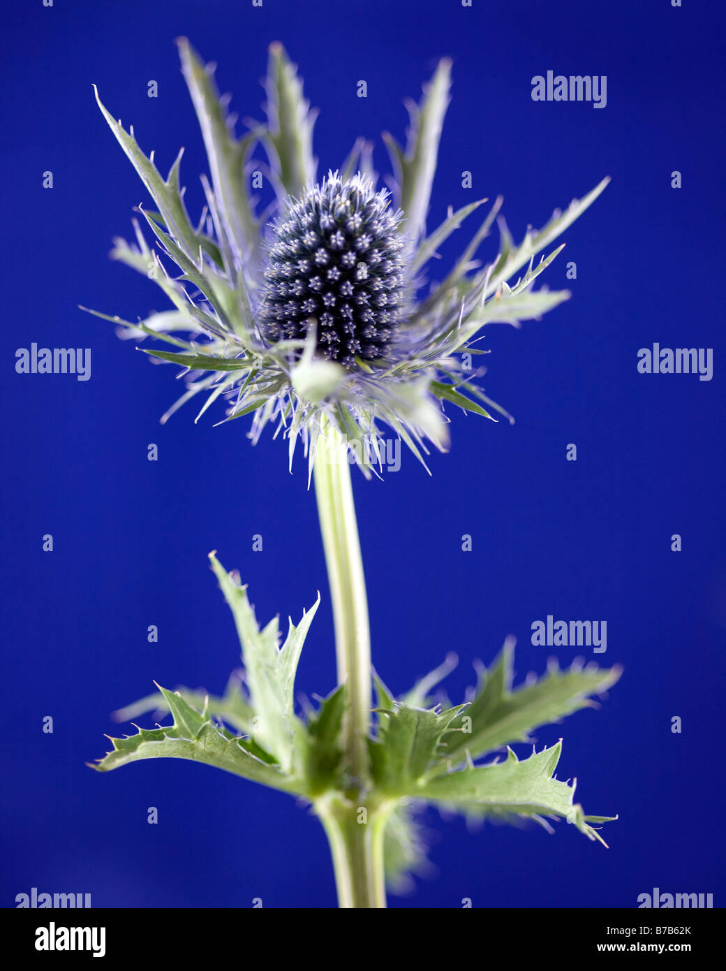 Eryngium Sea Holly Thistle, Purple Thistle against a Blue Background ...