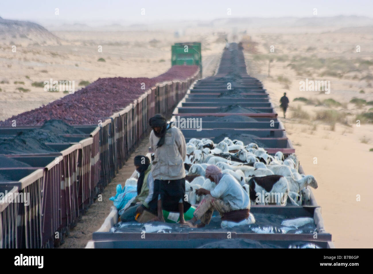 Transporting Sheep on the Iron Ore Train from Zouerat to Nouadhibou in ...