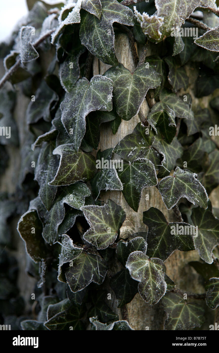 frosted icy ivy leaves covered in frost during winter month of december ...