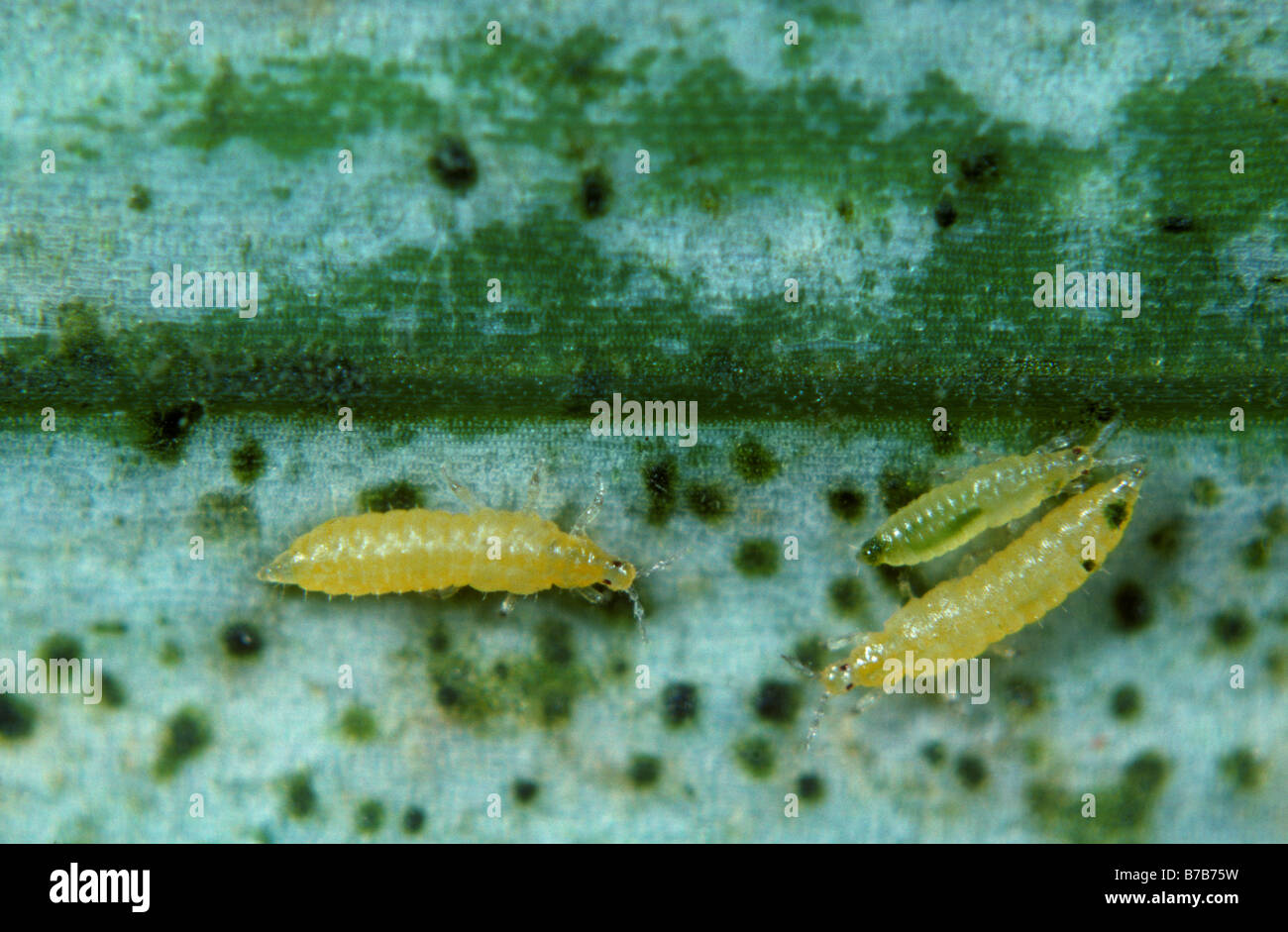 Gladiolus thrips Thrips simplex nymphs on damaged Gladiolus leaf Stock ...