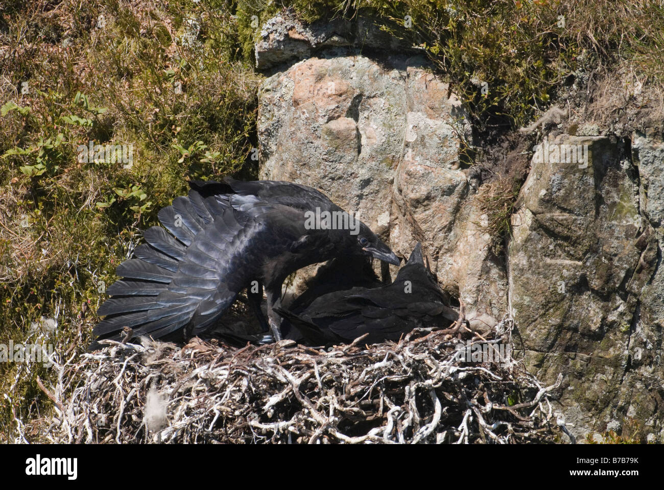 Raven Corvus corax chick wing stretching on nest Dumfries Galloway ...