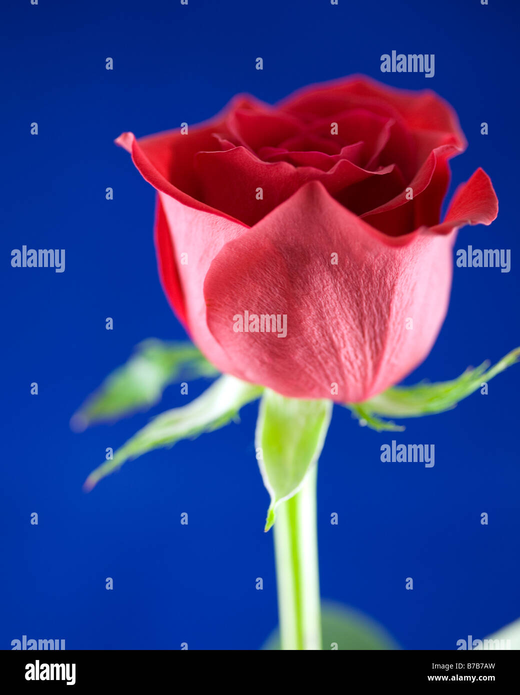 Single red rose stem hi-res stock photography and images - Alamy