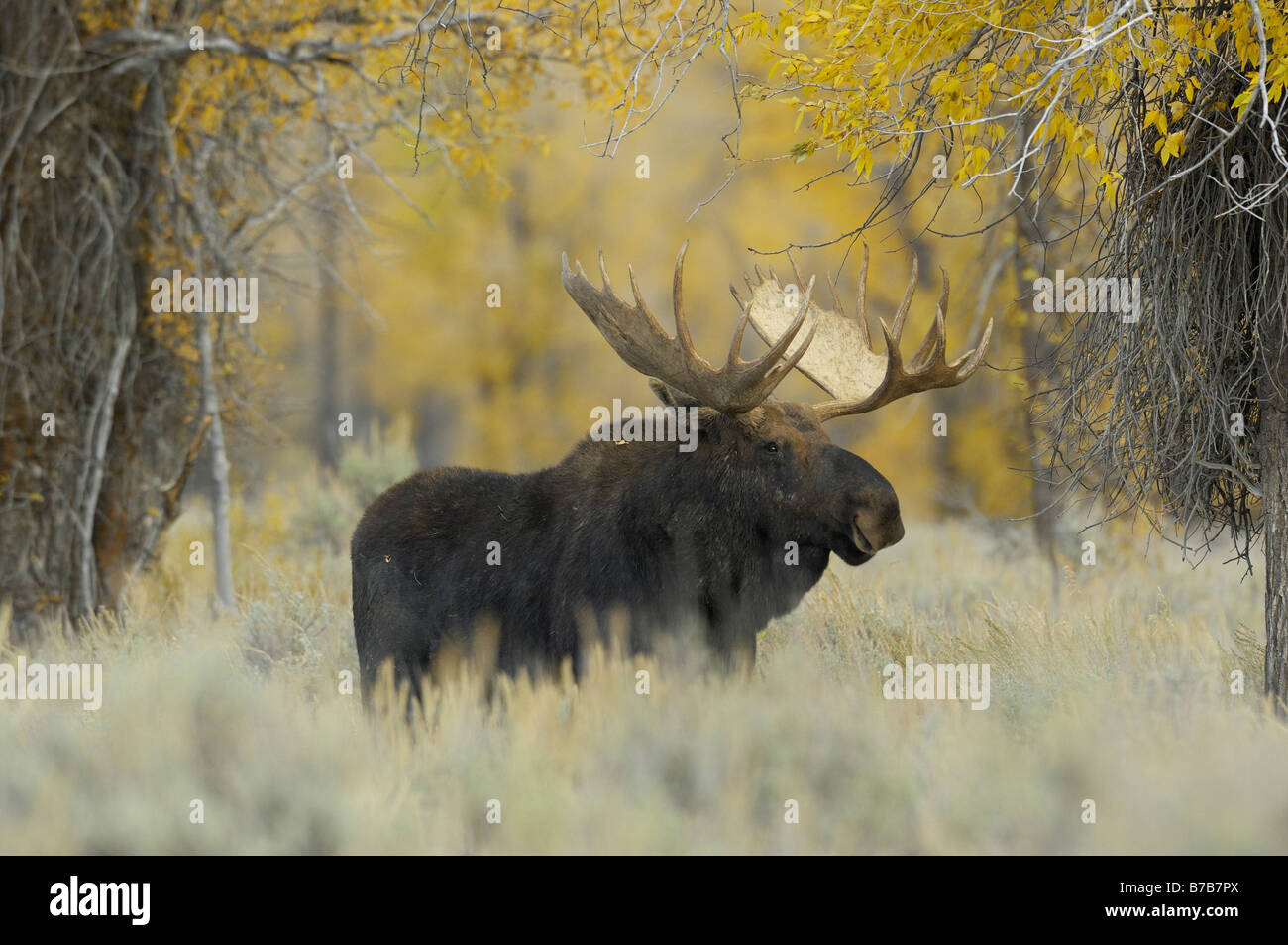 Bull arch hi-res stock photography and images - Alamy