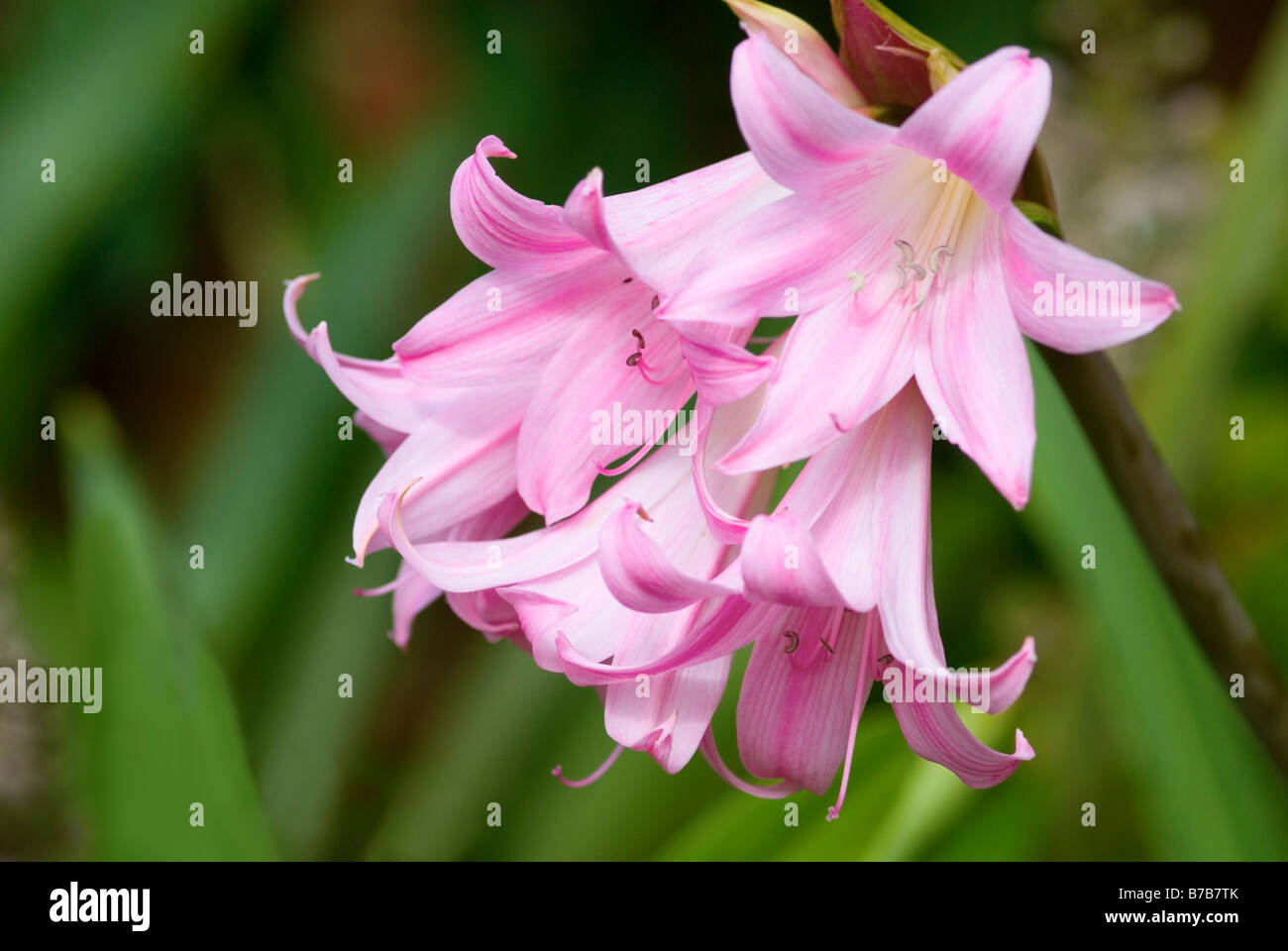 Belladonna bulb hi-res stock photography and images - Alamy