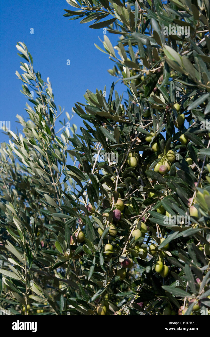 Cyprus branch hi-res stock photography and images - Alamy