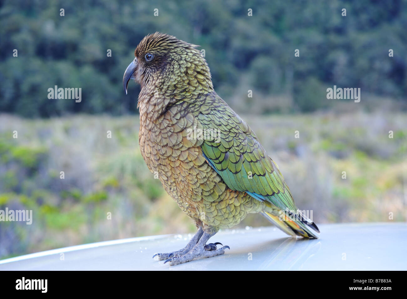 Kea parrot hi-res stock photography and images - Alamy