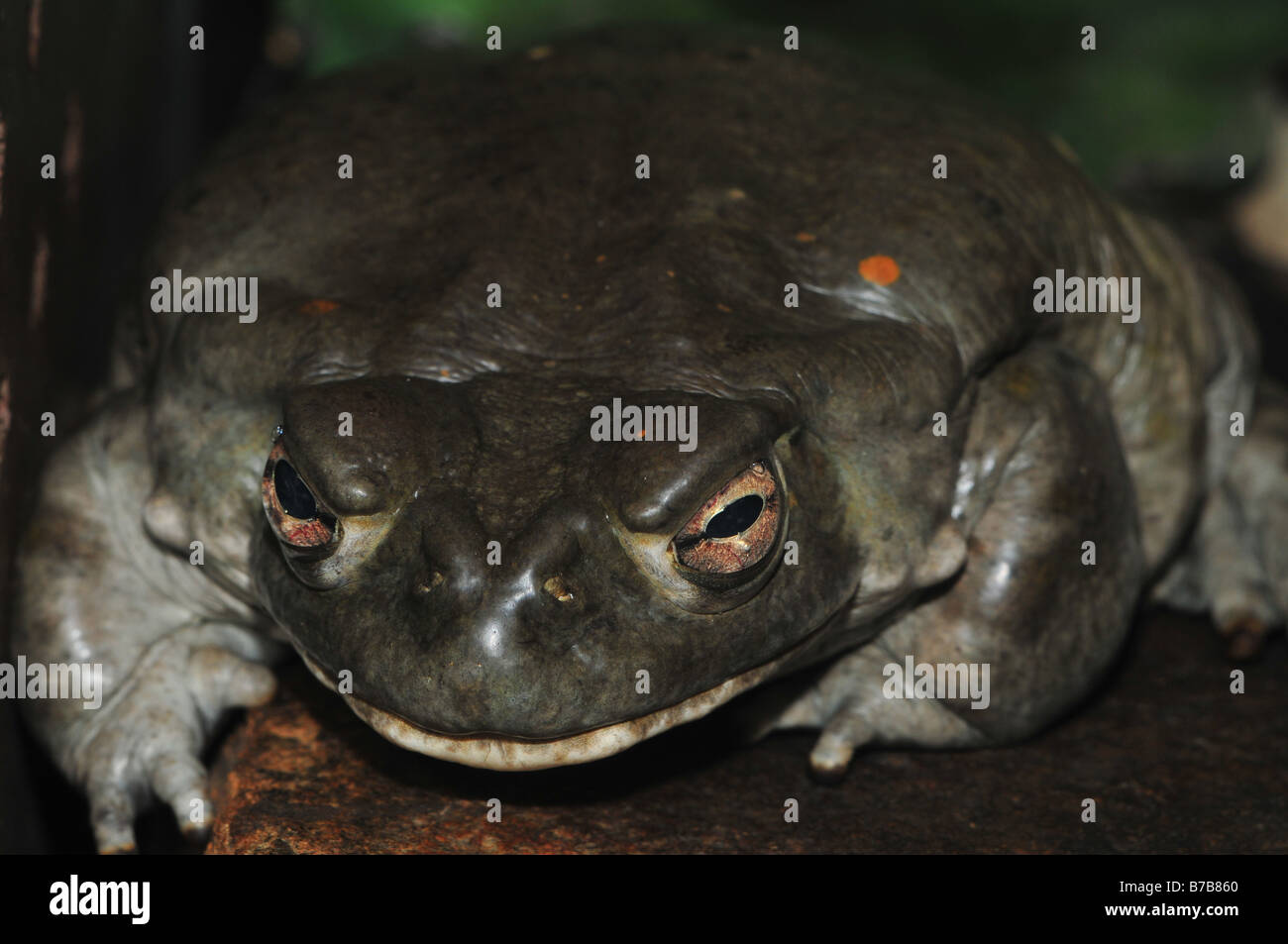 Grey toad hi-res stock photography and images - Alamy