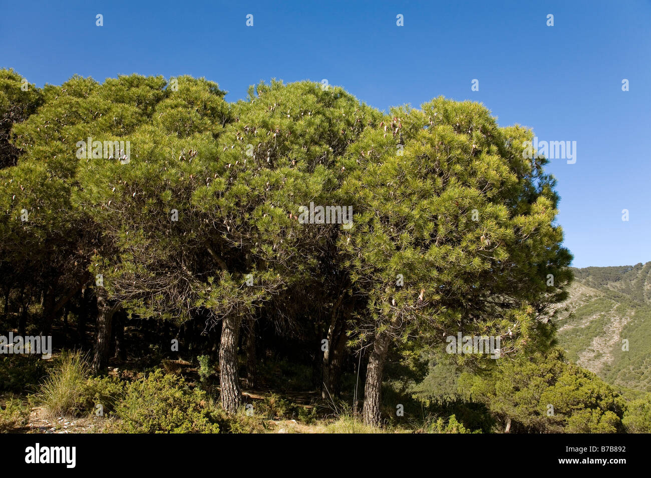 Naturalezas de sol hi-res stock photography and images - Alamy