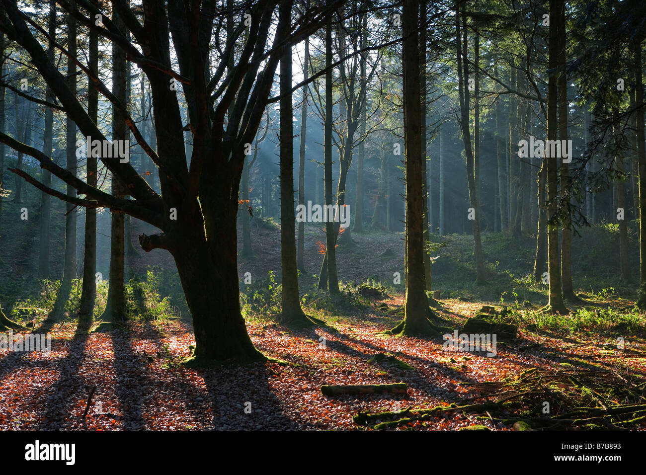 Mount Beuvray Morvan Burgundy France forest tree Stock Photo - Alamy