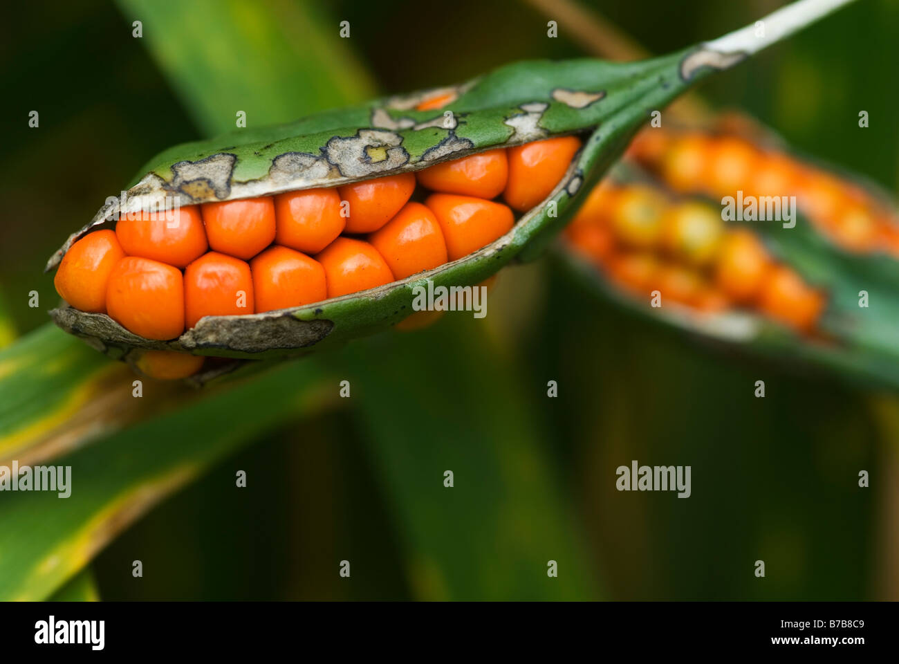 IRIS FOETIDISSIMA STINKING GLADWYN SEED POD Stock Photo - Alamy