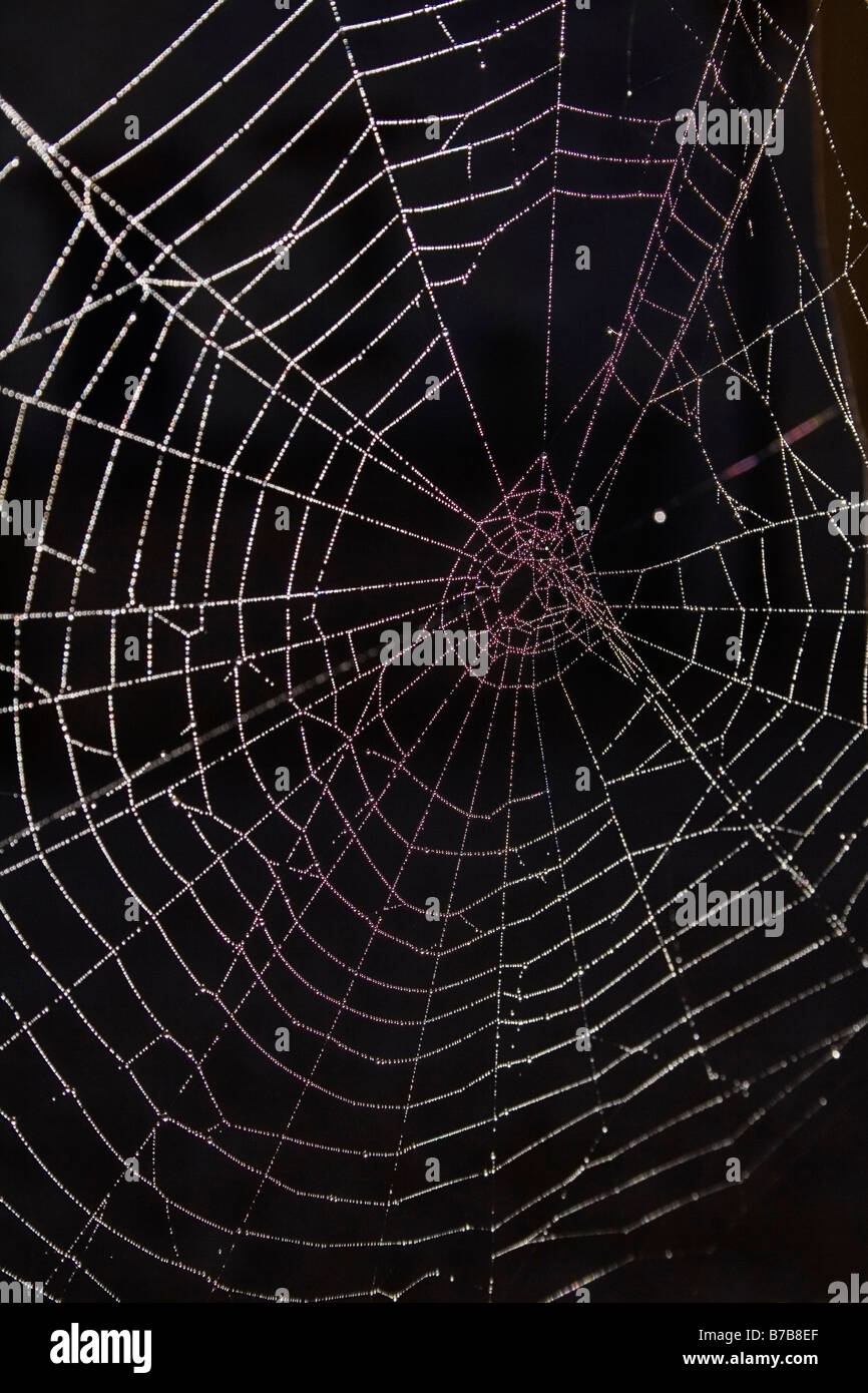Detailed cobweb and dew hi-res stock photography and images - Alamy