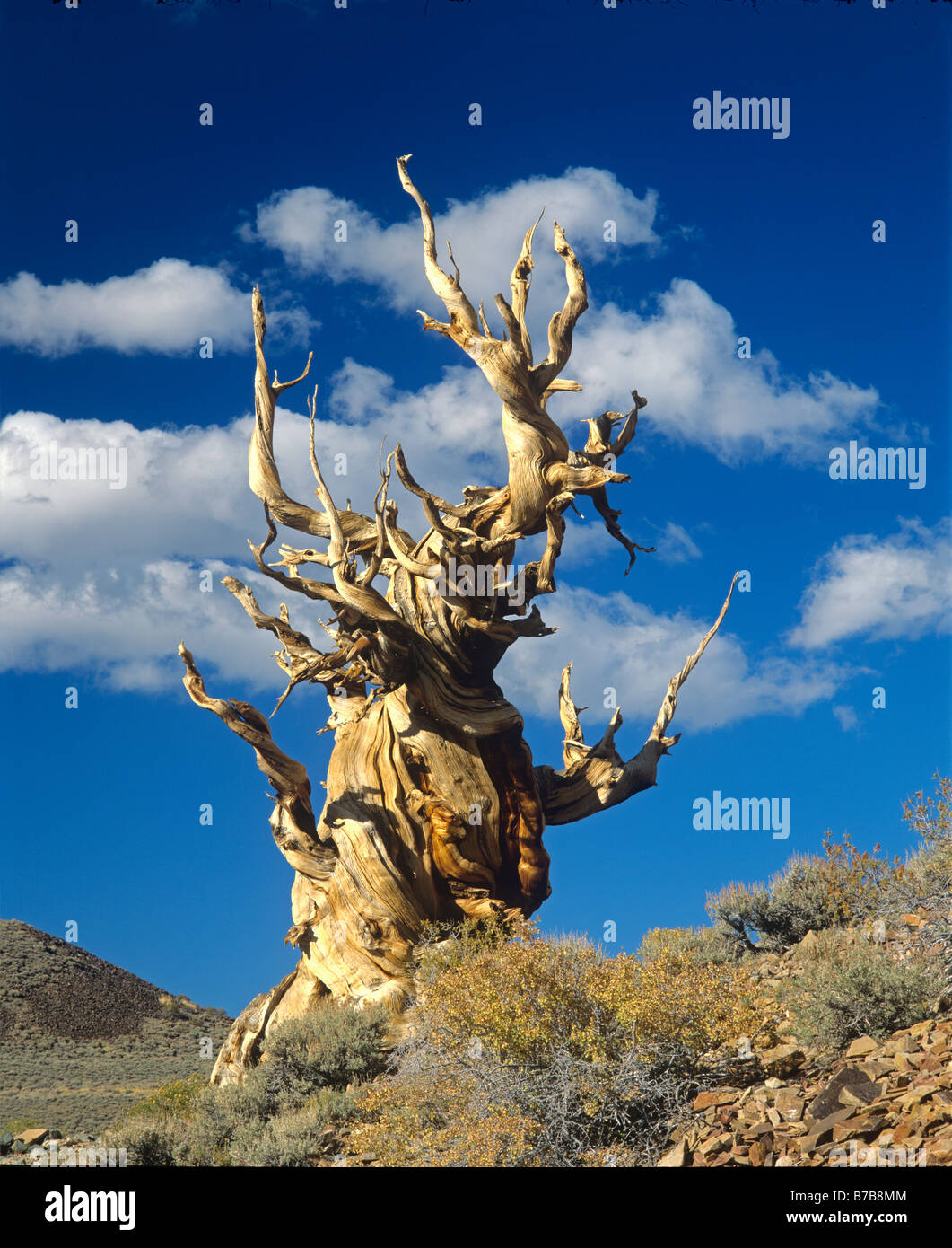 Bristle cone pine hi-res stock photography and images - Alamy