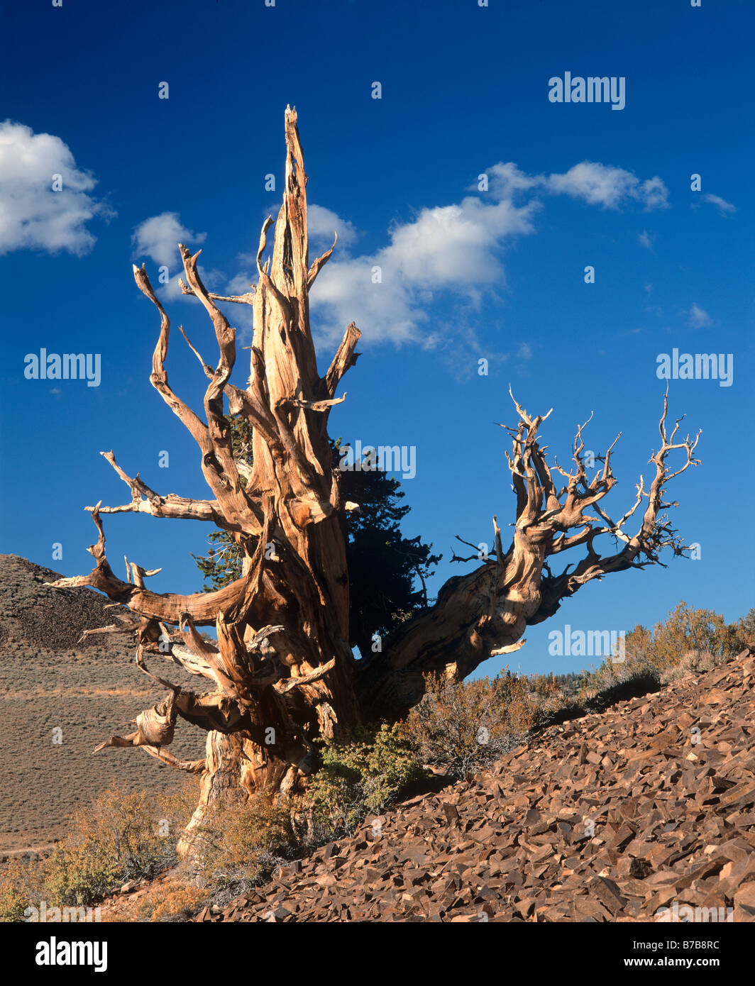 Old bristle cone pine tree hi-res stock photography and images - Alamy