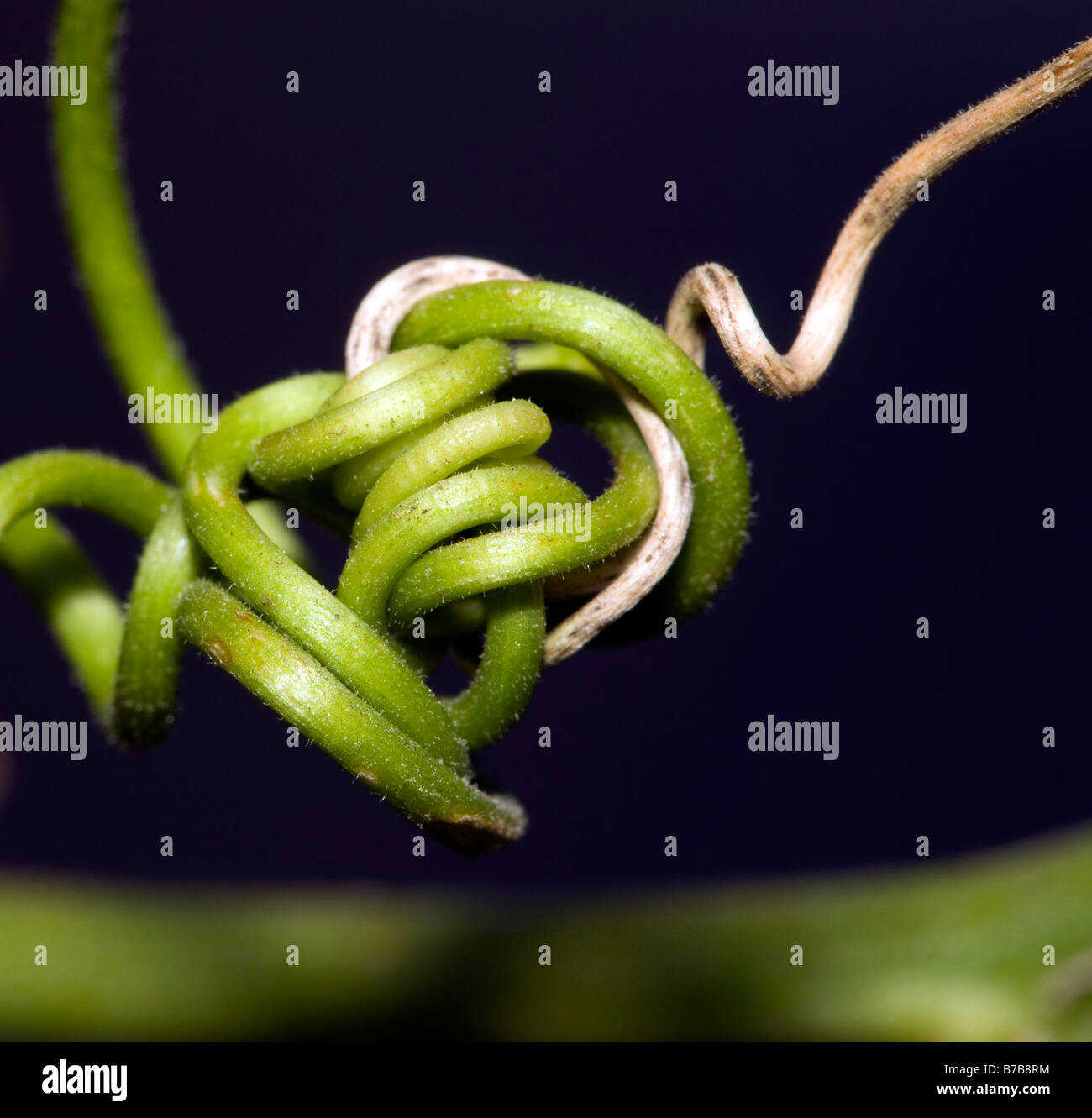 Tendrils twist hi-res stock photography and images - Alamy
