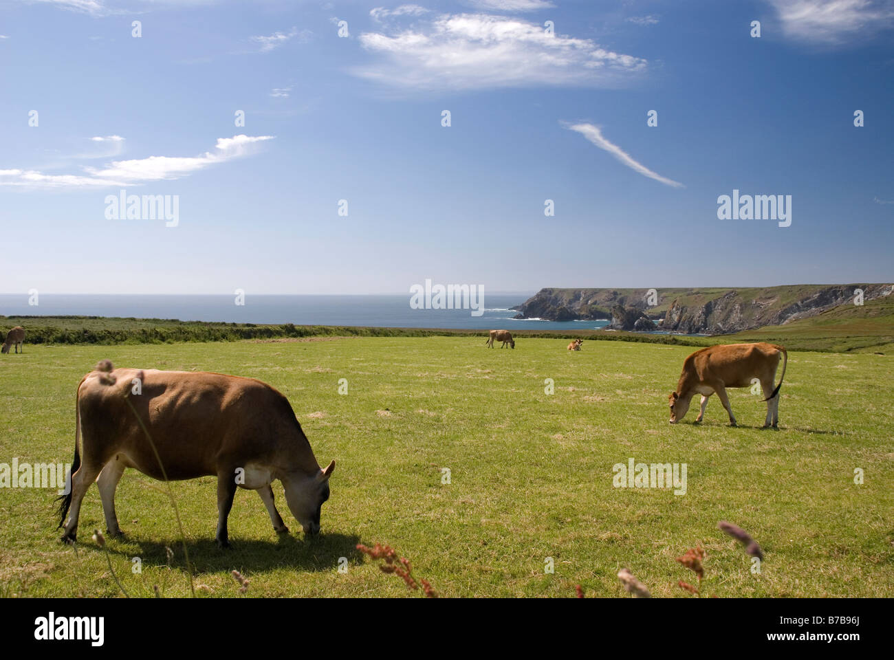 Cornwall cows hi-res stock photography and images - Alamy