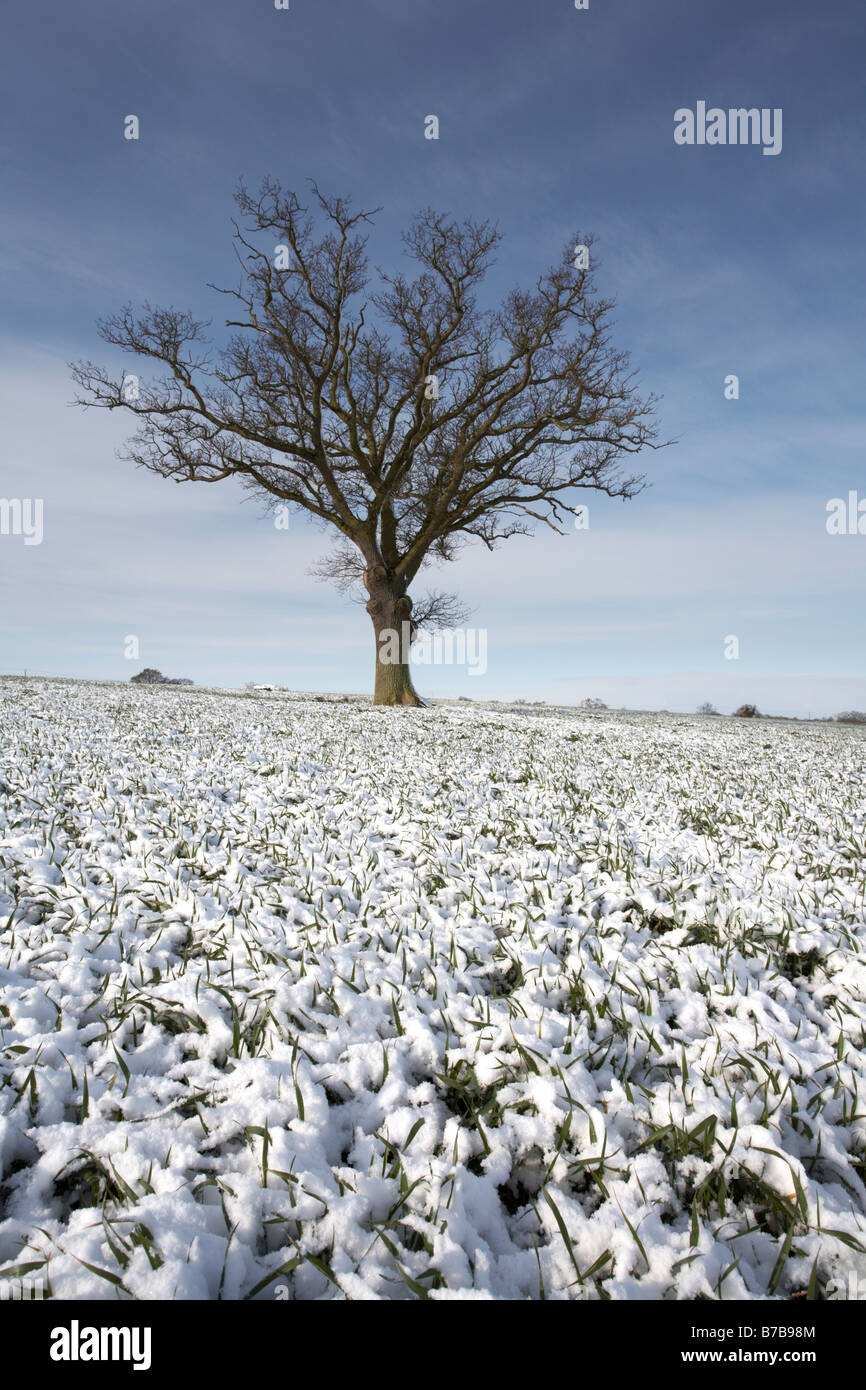 Tree crops hi-res stock photography and images - Alamy