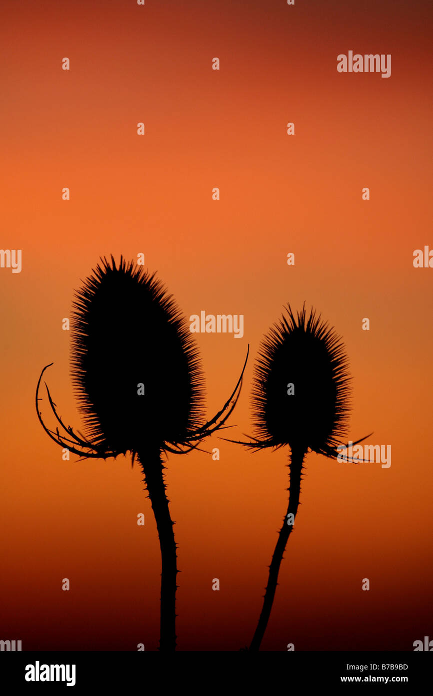 Teasel winter silhouette hi-res stock photography and images - Alamy