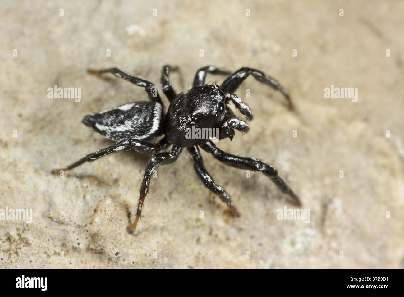 Jumping spider (Heliophanus melinus), male sitting on a stone Stock ...