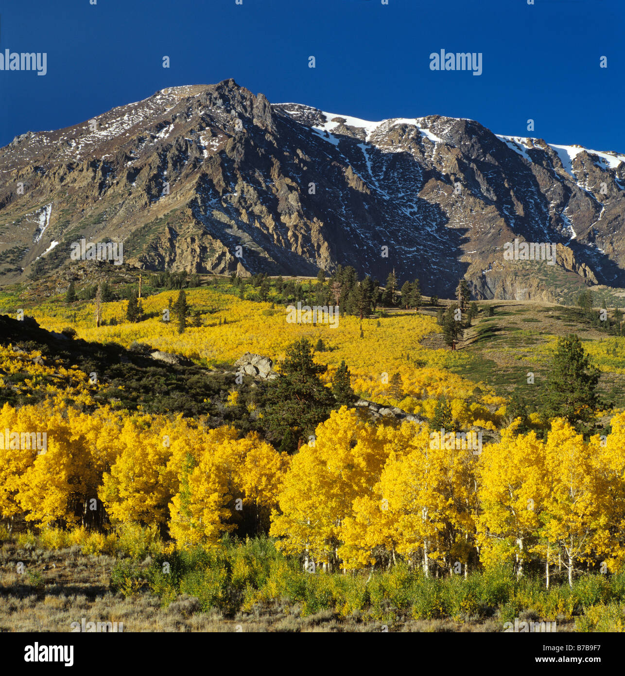 A stand of QUAKING ASPEN turn golden below MT WOOD PARKER BENCH JUNE ...