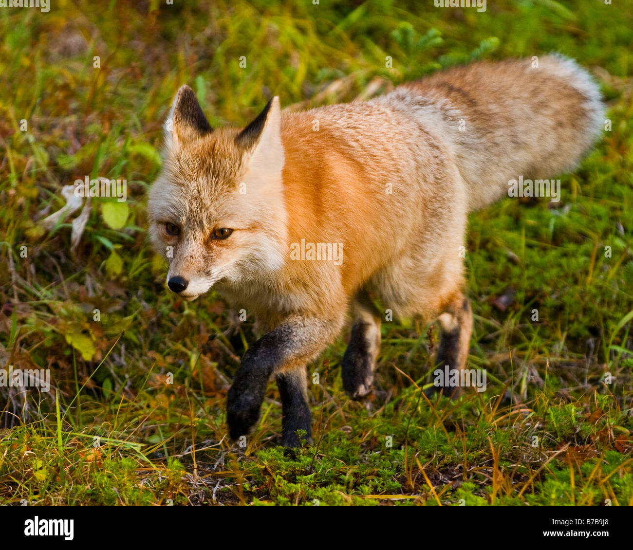 Red fox in Mount Rainier National Park in the fall Stock Photo - Alamy