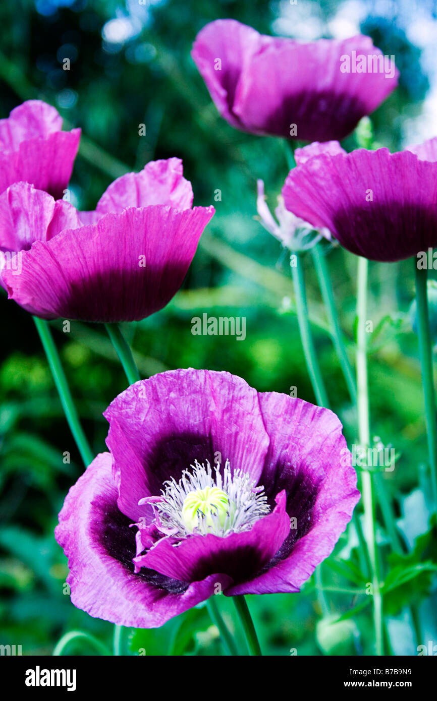 Bold red poppies hi-res stock photography and images - Alamy