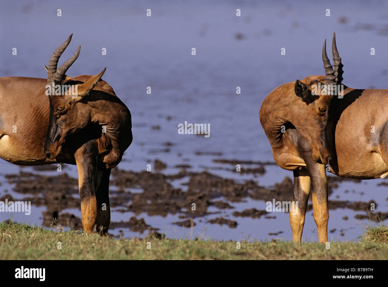 Buck topi hi-res stock photography and images - Alamy