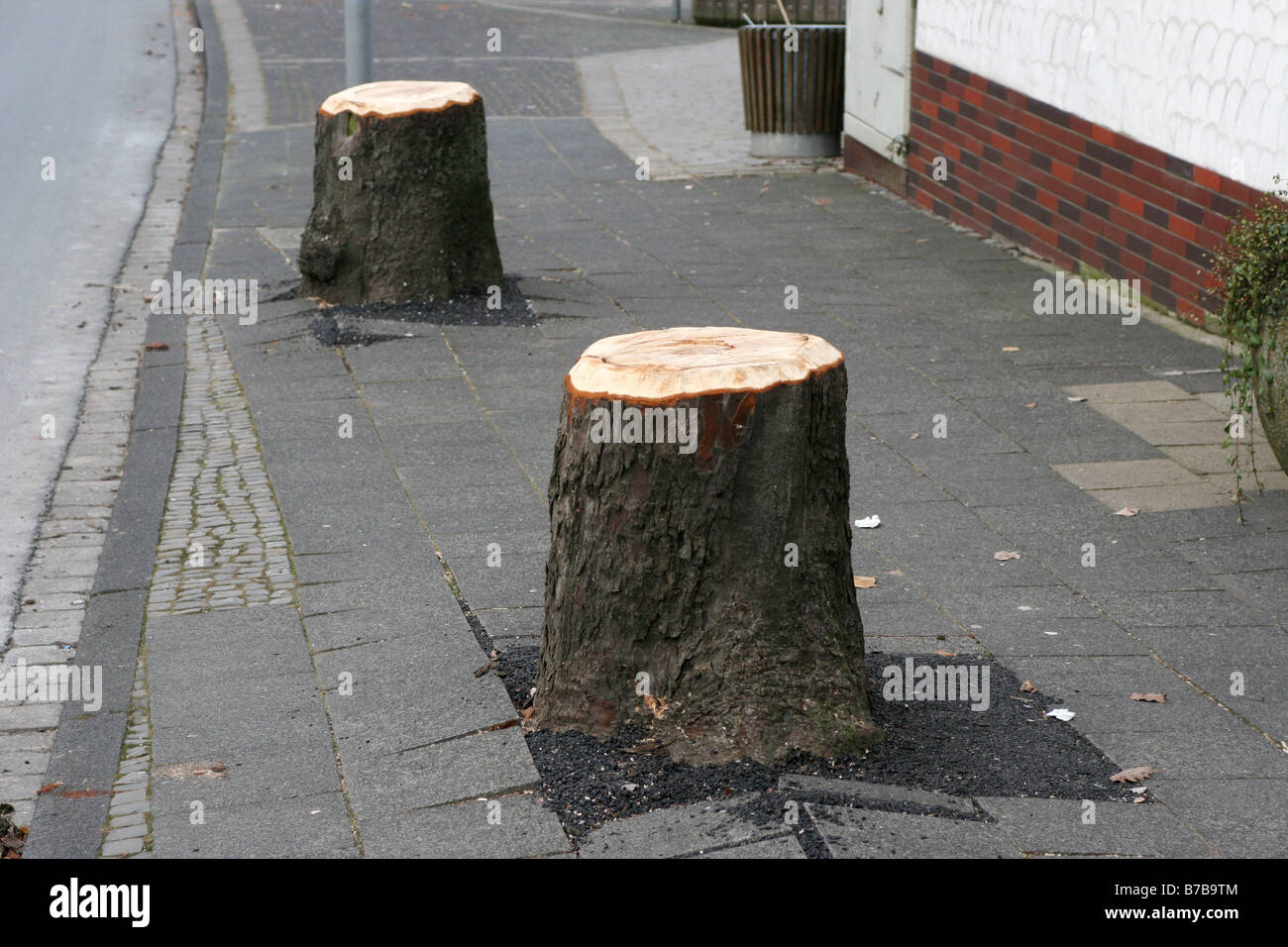 cutted down street trees Stock Photo - Alamy