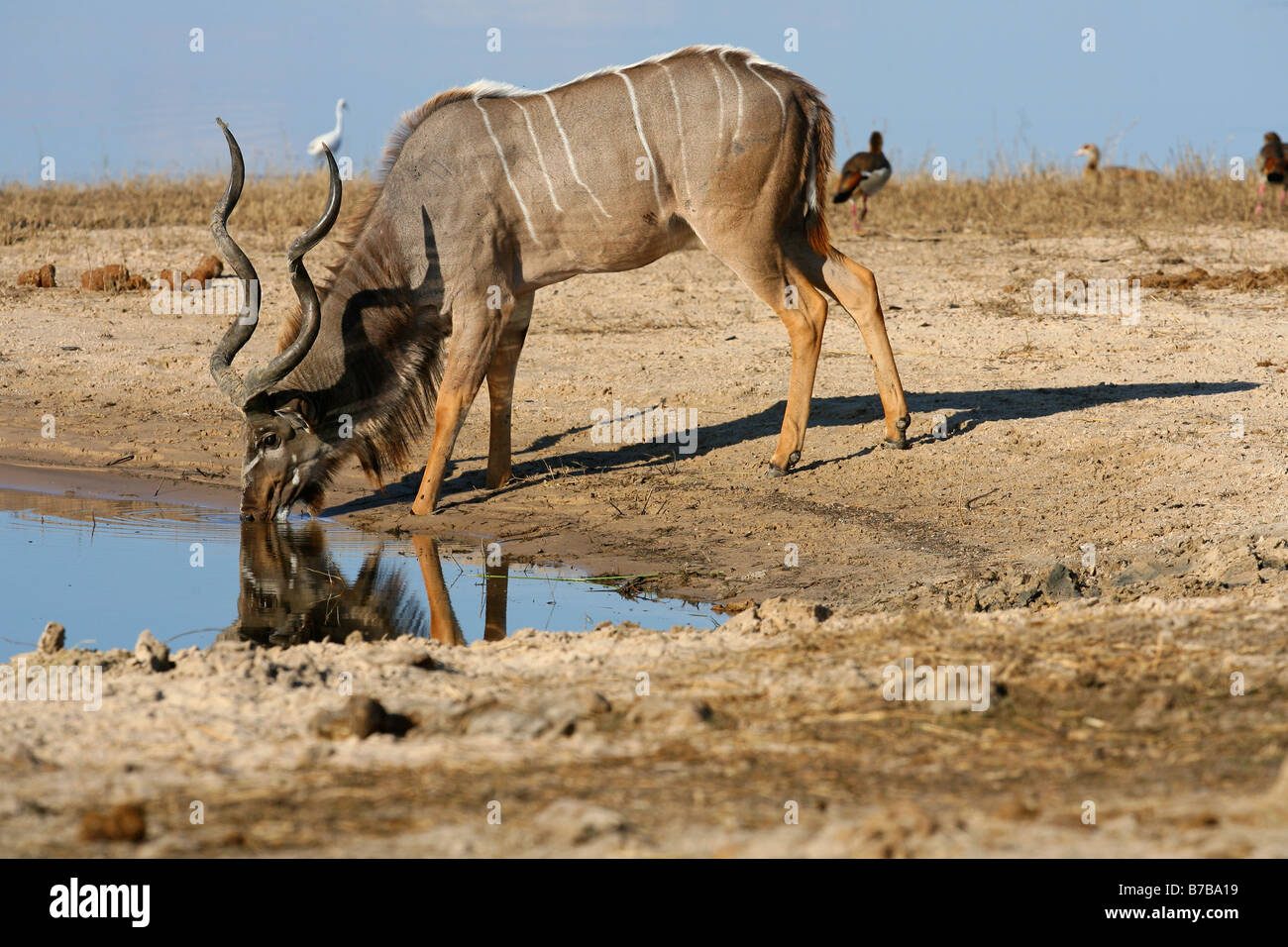 Kudu waterhole hi-res stock photography and images - Alamy