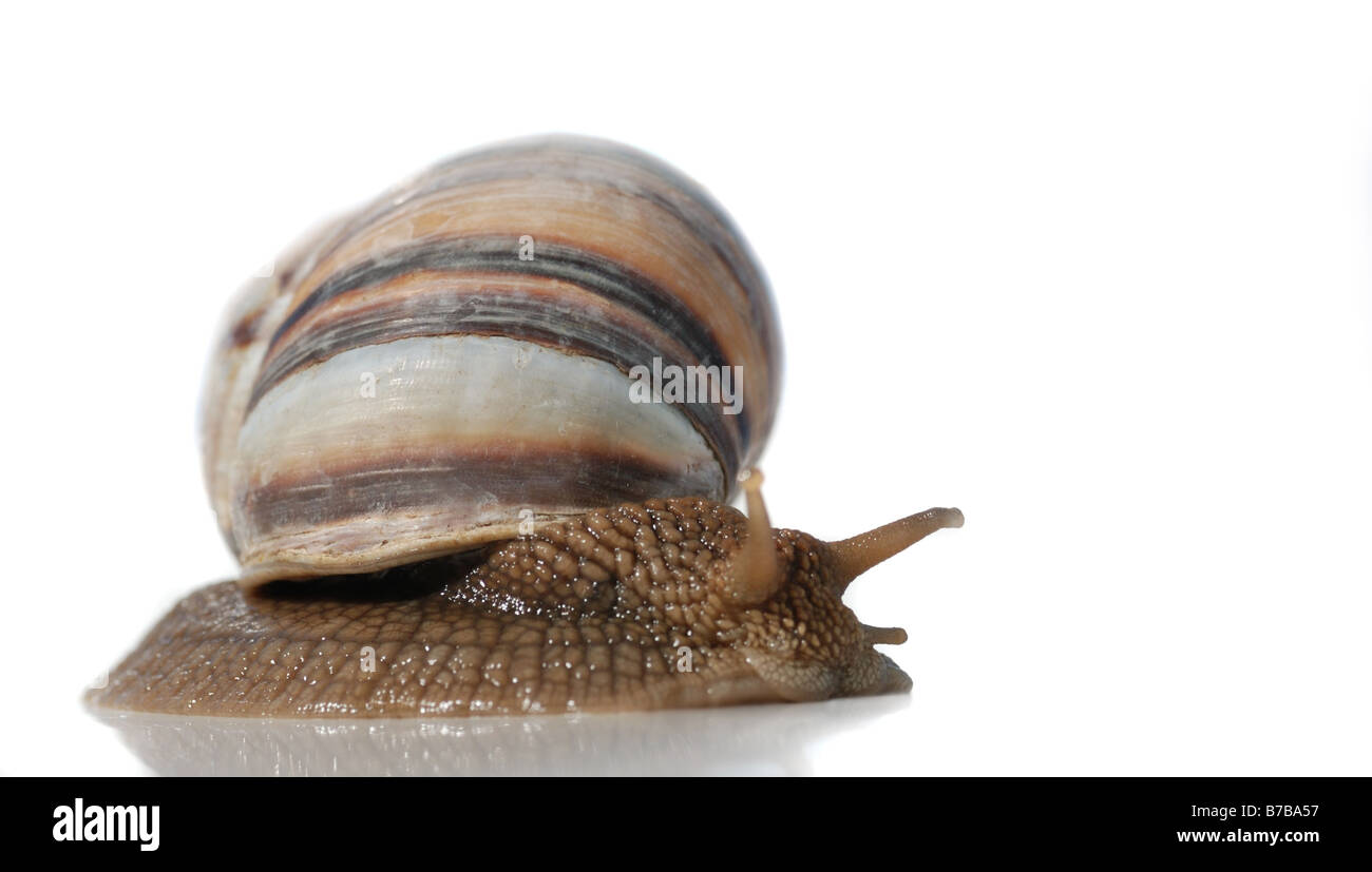 Snail A photo close up snail With detailed study of a structure of a ...