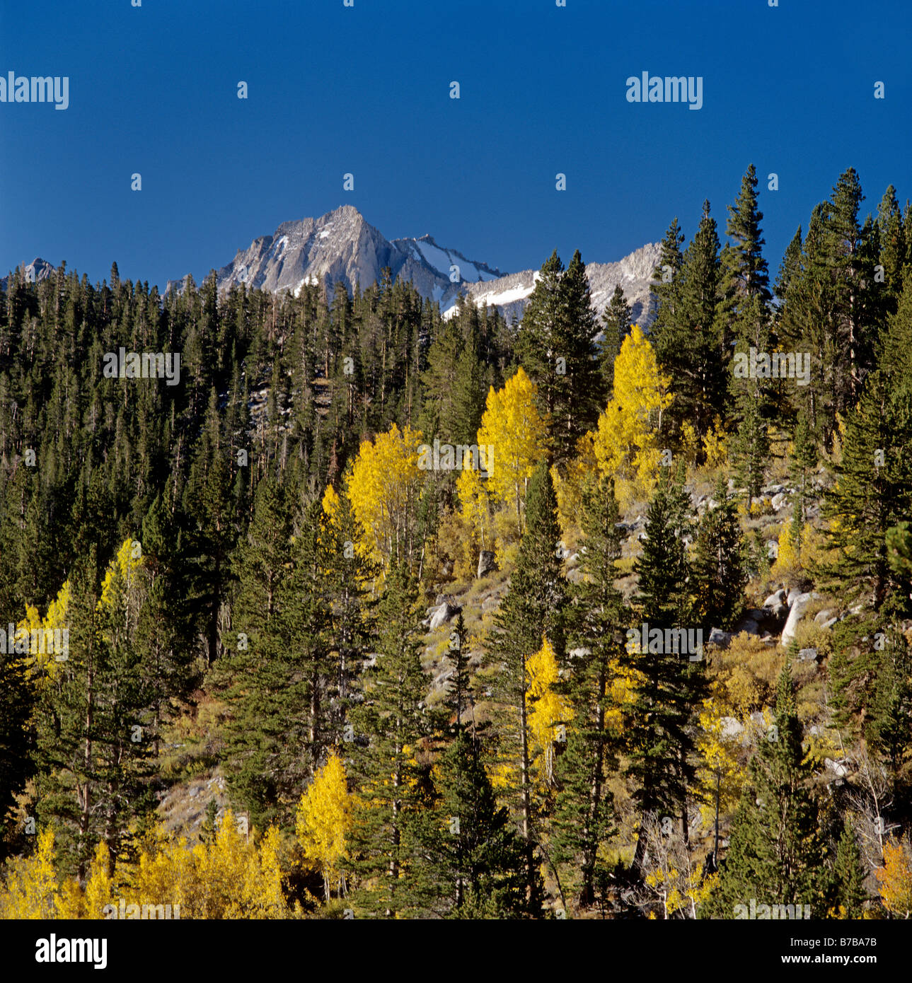 BEAR CREEK SPIRE above ASPEN trees turning golden among PINES SIERRA ...