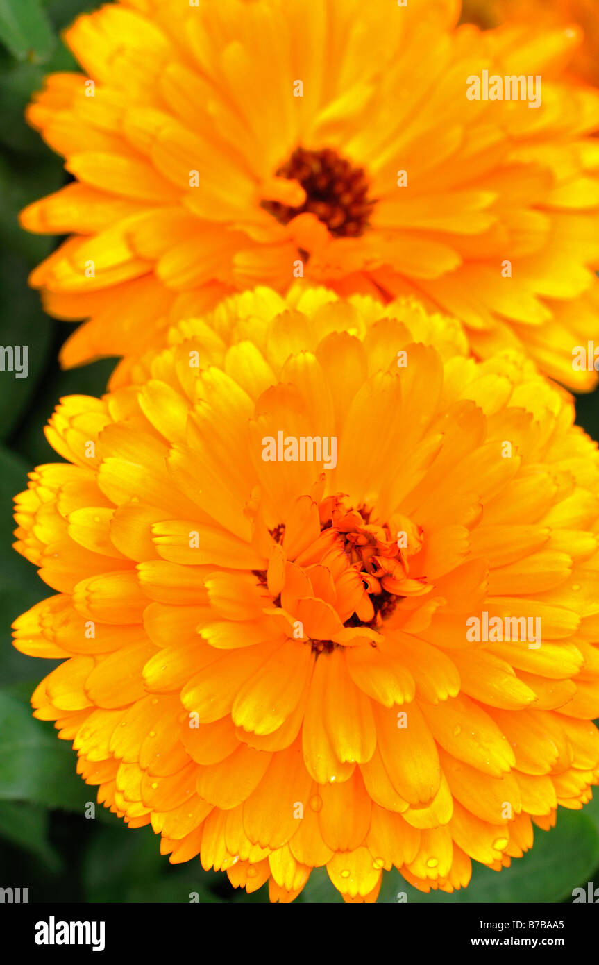 Calendula officinalis "Fiesta Gitana" Pot marigold light orange yellow ...