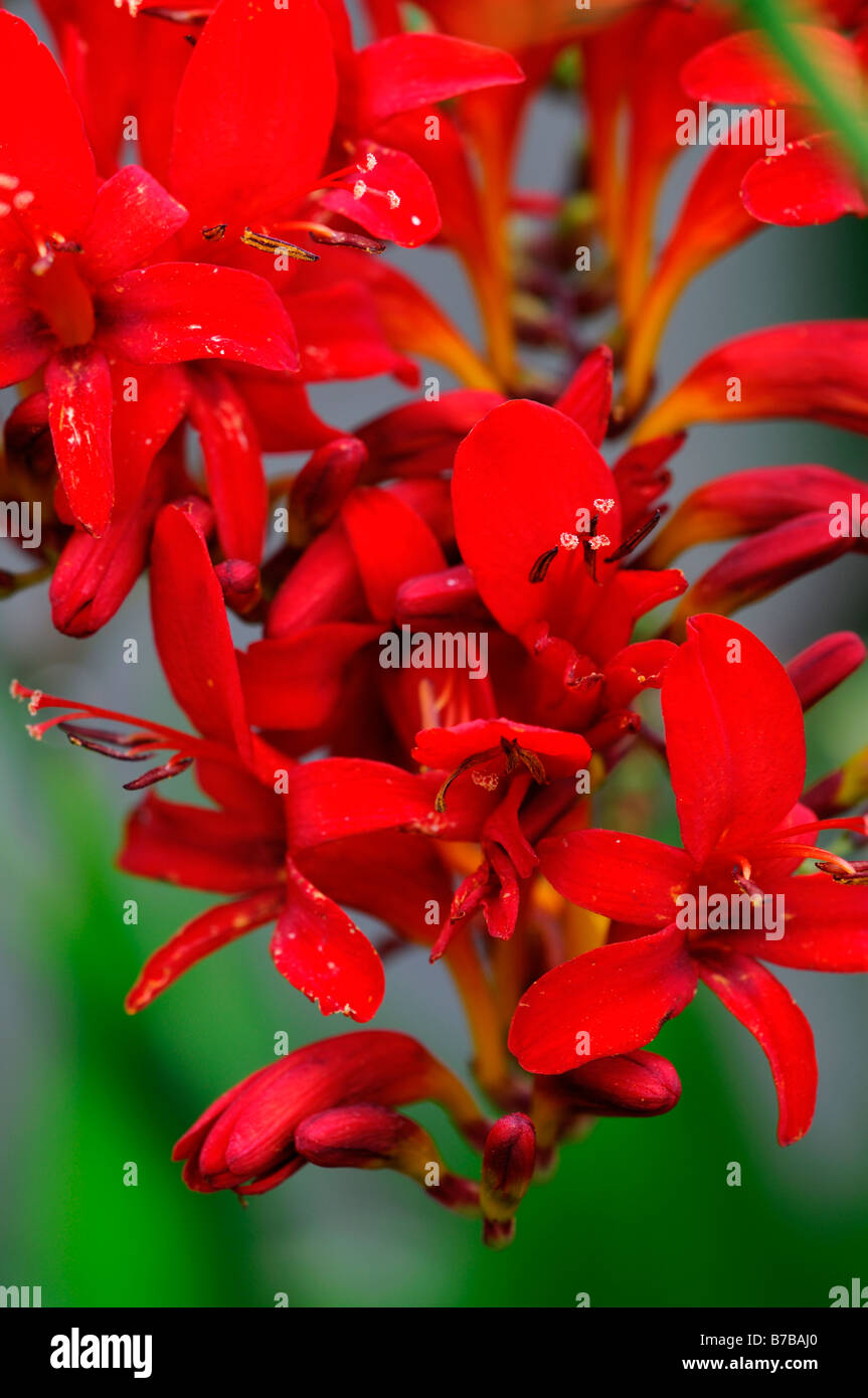 crocosmia lucifer flower vibrant red daring color colour closeup close ...