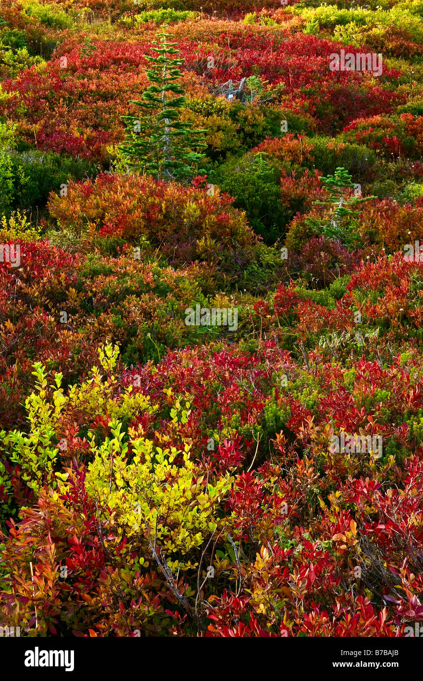 Brilliant fall colors in the Paradise high alpine meadow on Mount ...