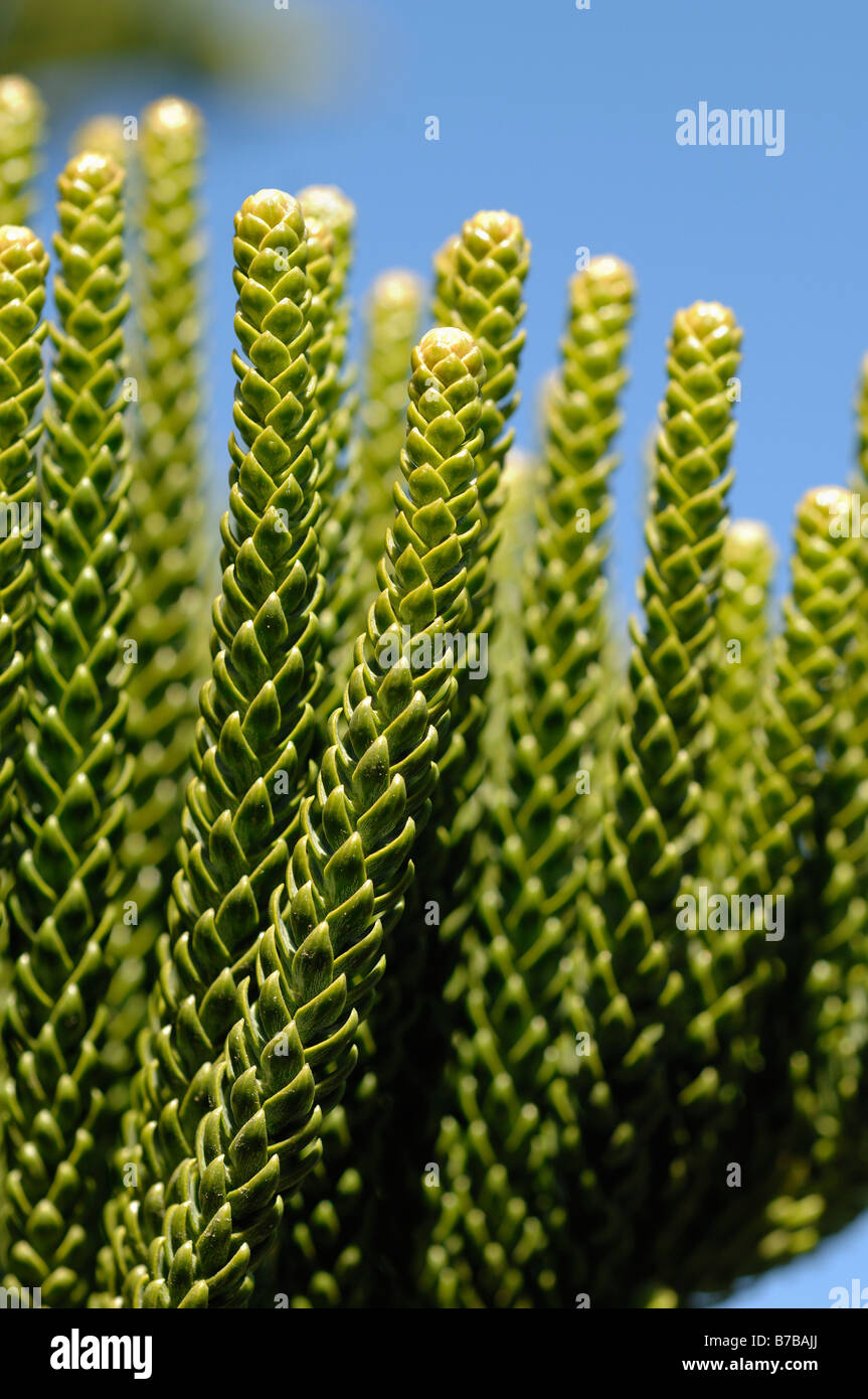 Araucaria Excelsa Norfolk Pine Leaves detail Stock Photo - Alamy