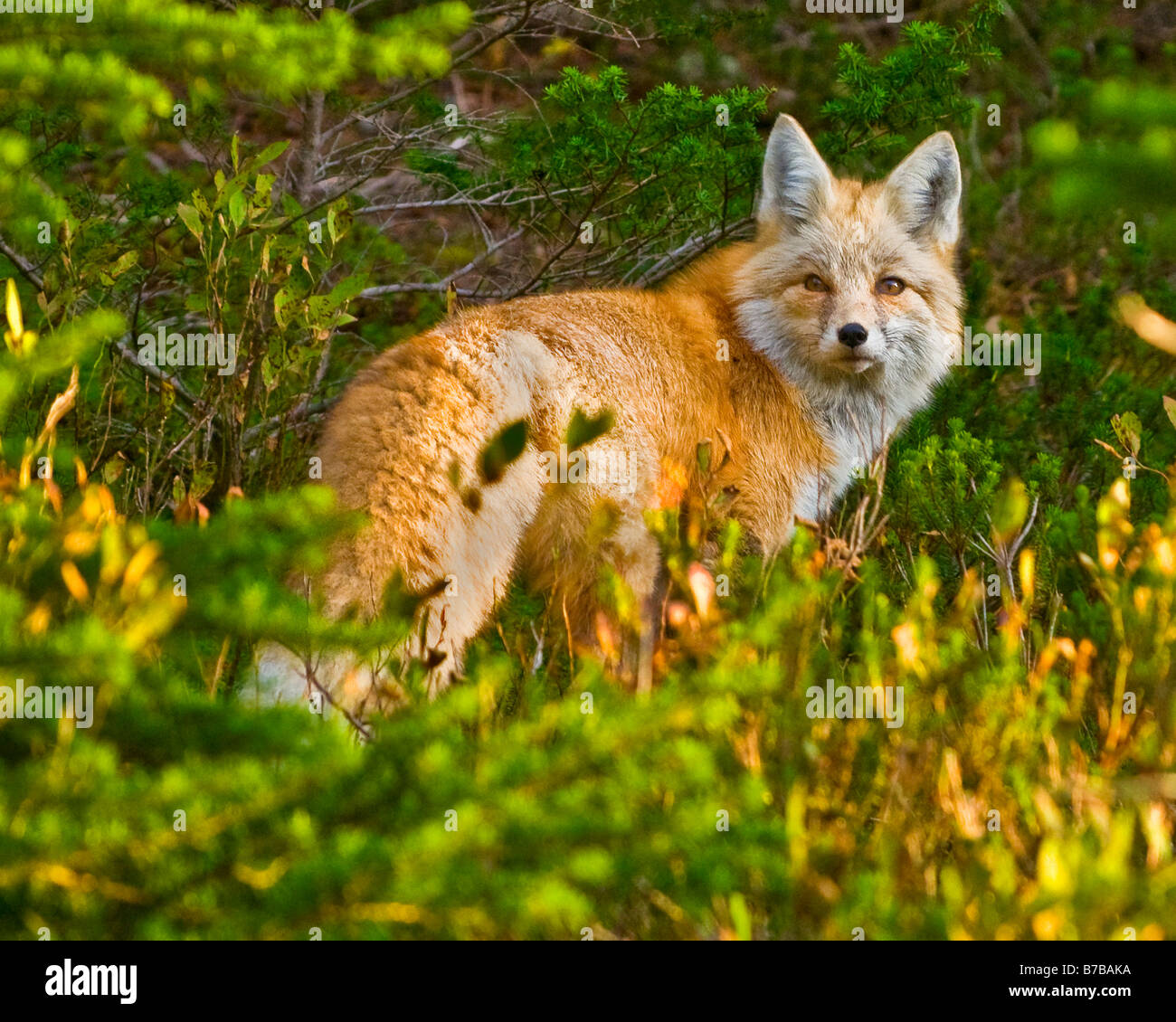 Red fox in Mount Rainier National Park in the fall Stock Photo - Alamy