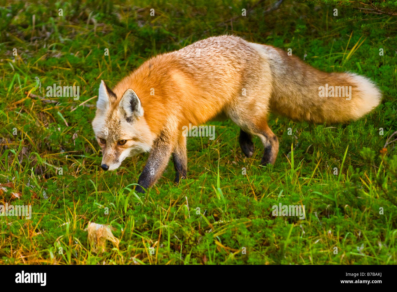 Red fox in Mount Rainier National Park in the fall Stock Photo - Alamy