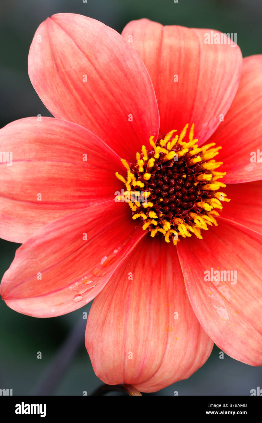 Dahlia happy single first love hi-res stock photography and images - Alamy
