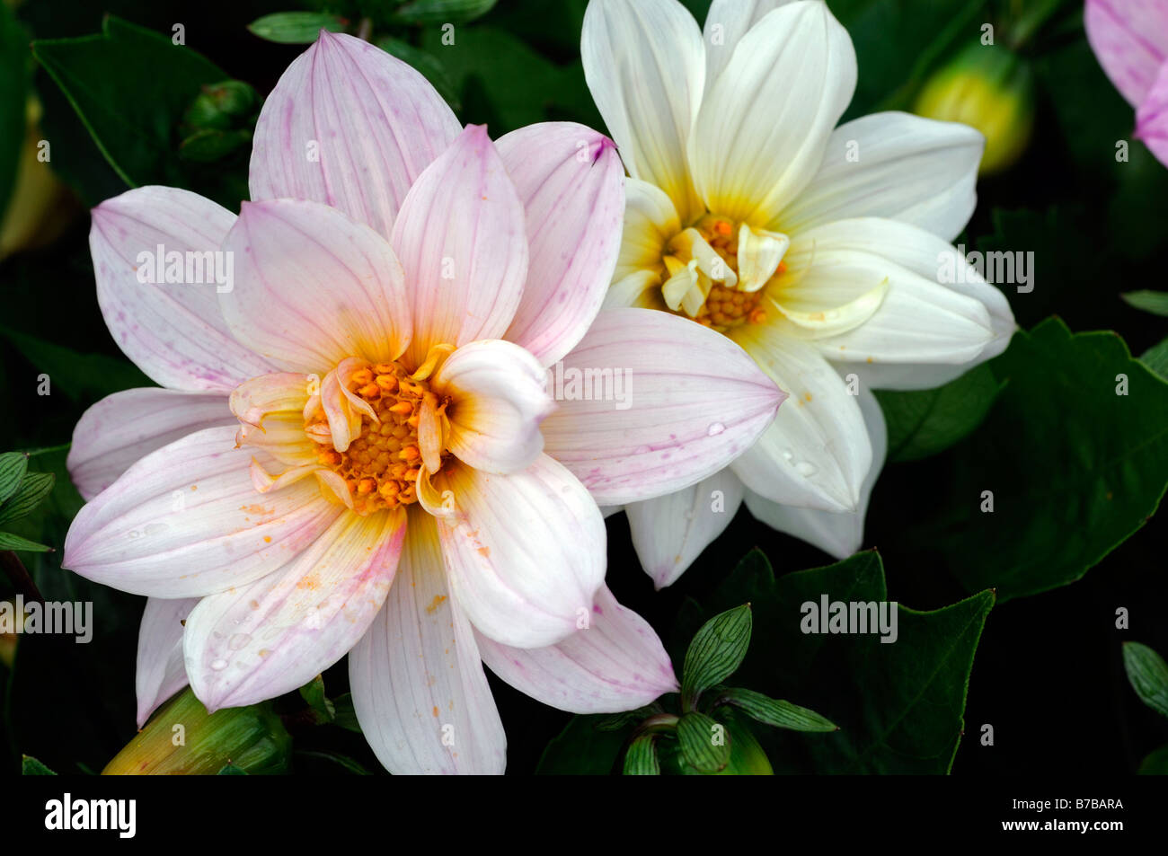 dahlia minstrel mixed cultivar bedding plant flower bloom annual white ...