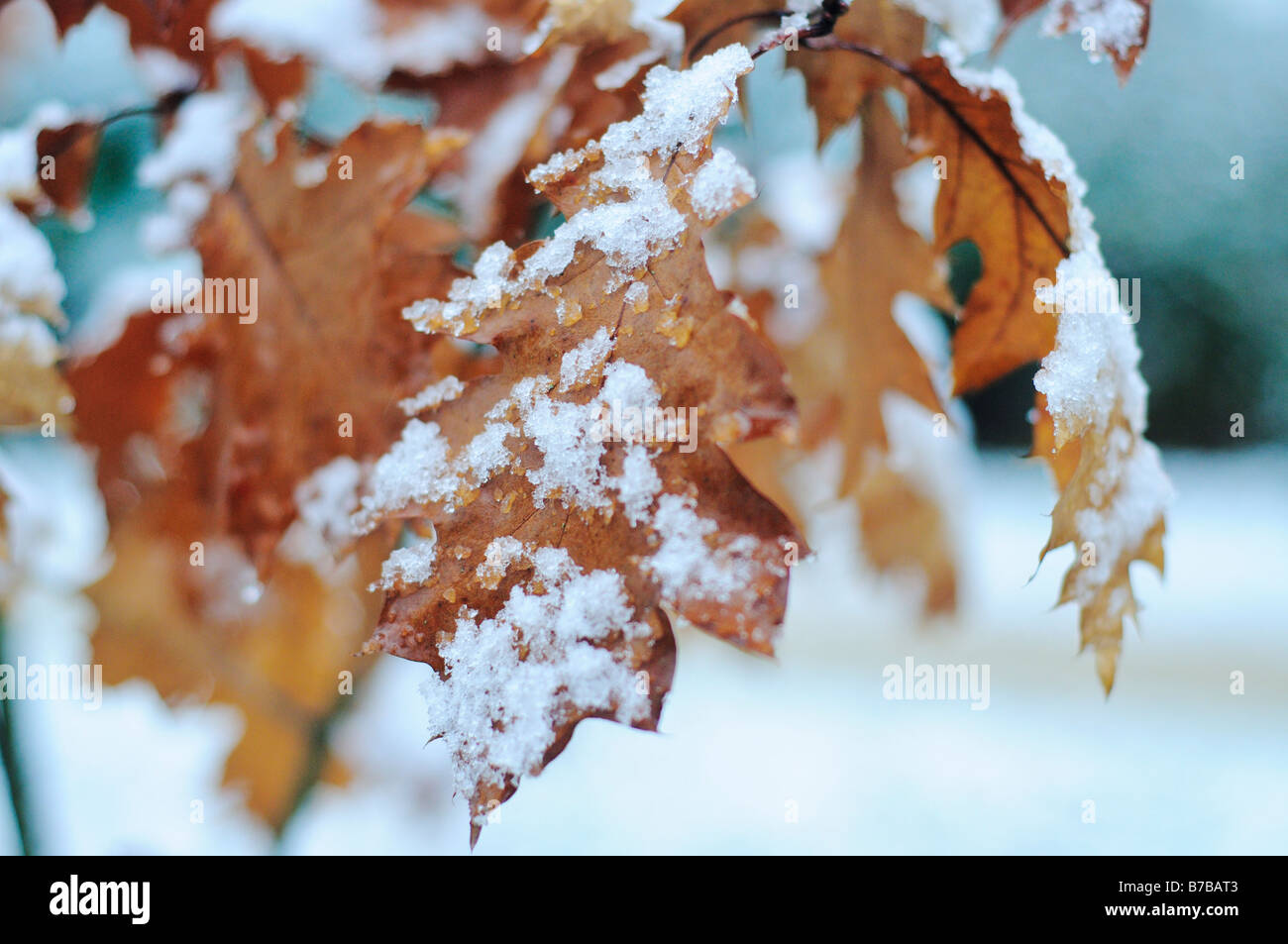 Leaf with snow Stock Photo - Alamy