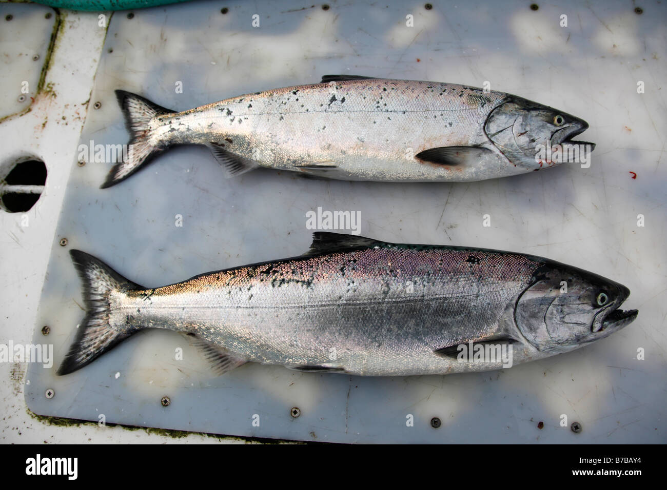Salmon british columbia hi-res stock photography and images - Alamy